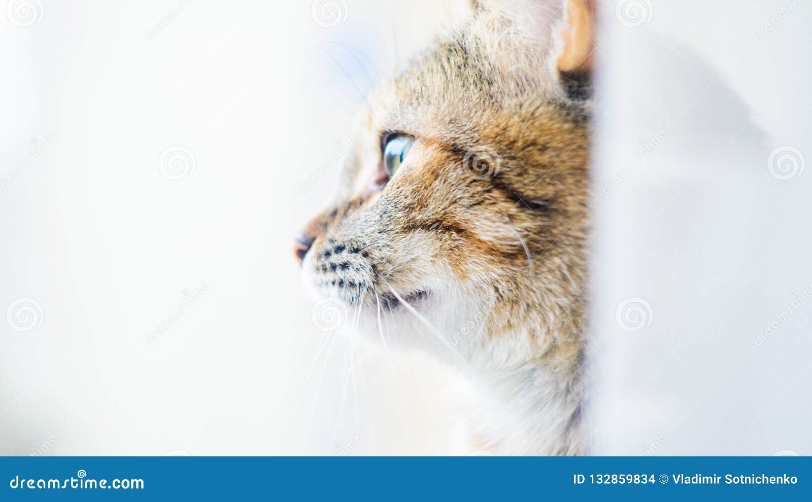 Staring cat profile stock photo. Image of looking, brown - 132859834