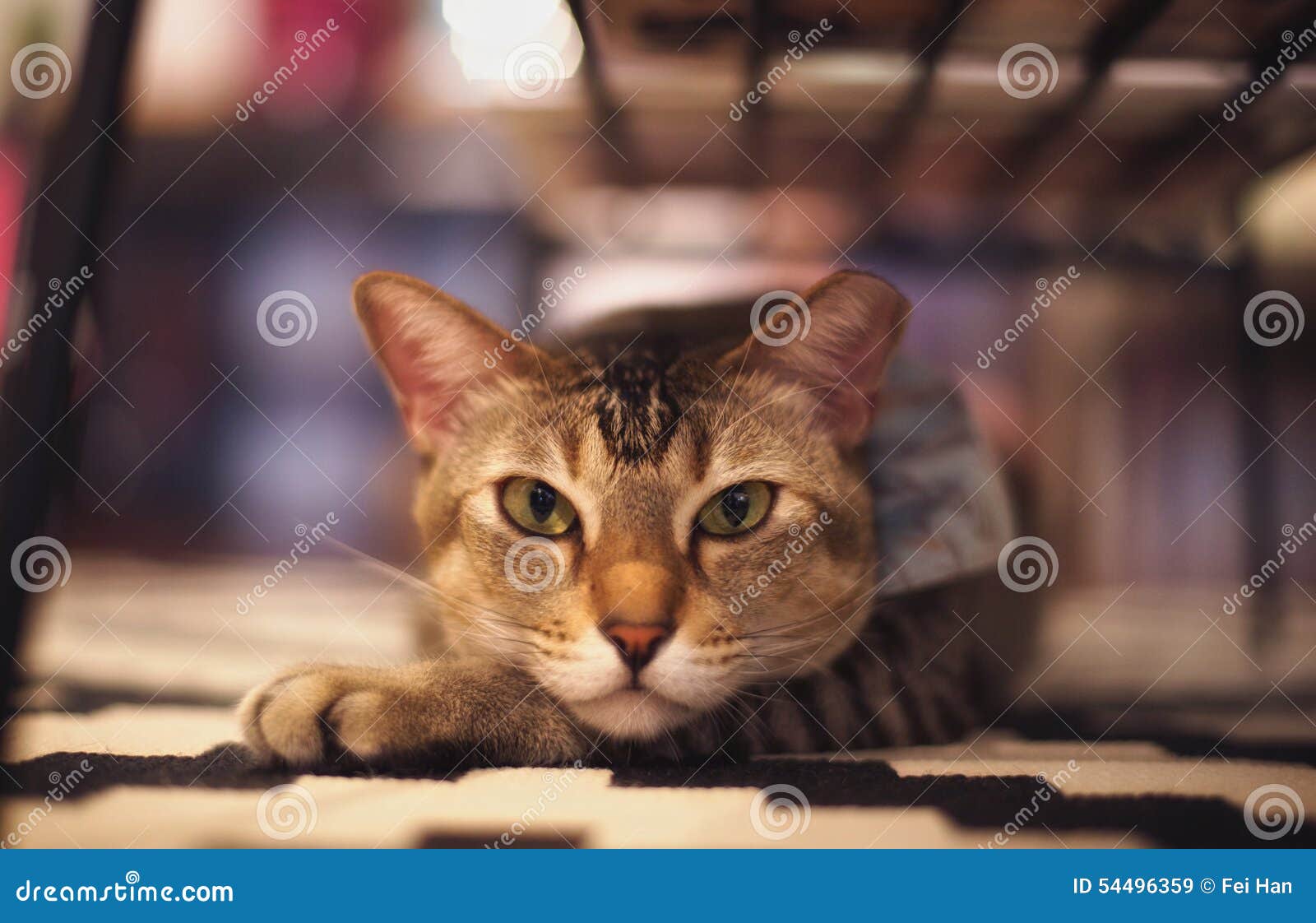 A staring cat stock image. Image of park, shop, scene - 54496359