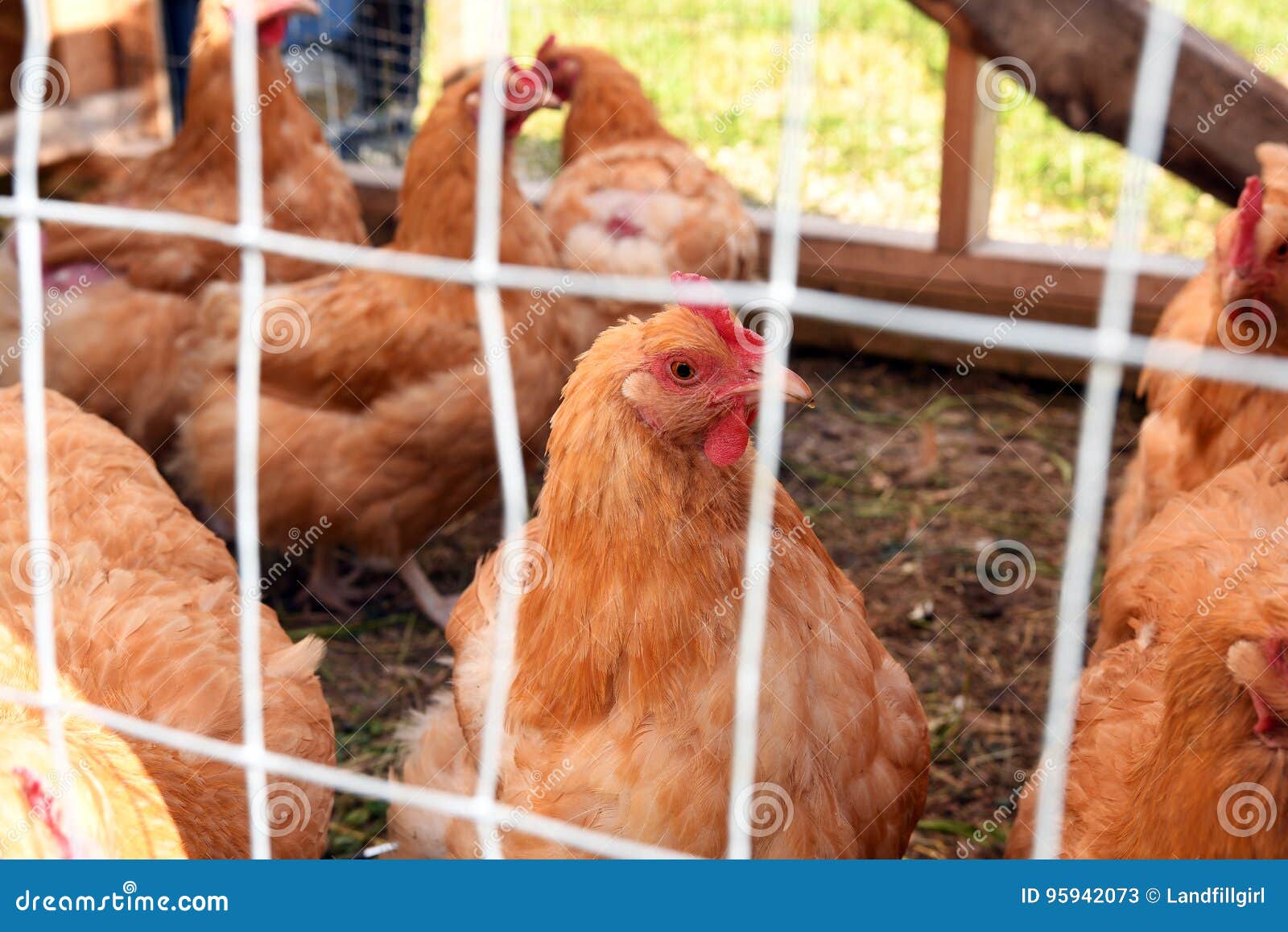 Staring Chicken stock image. Image of farming, natural - 95942073