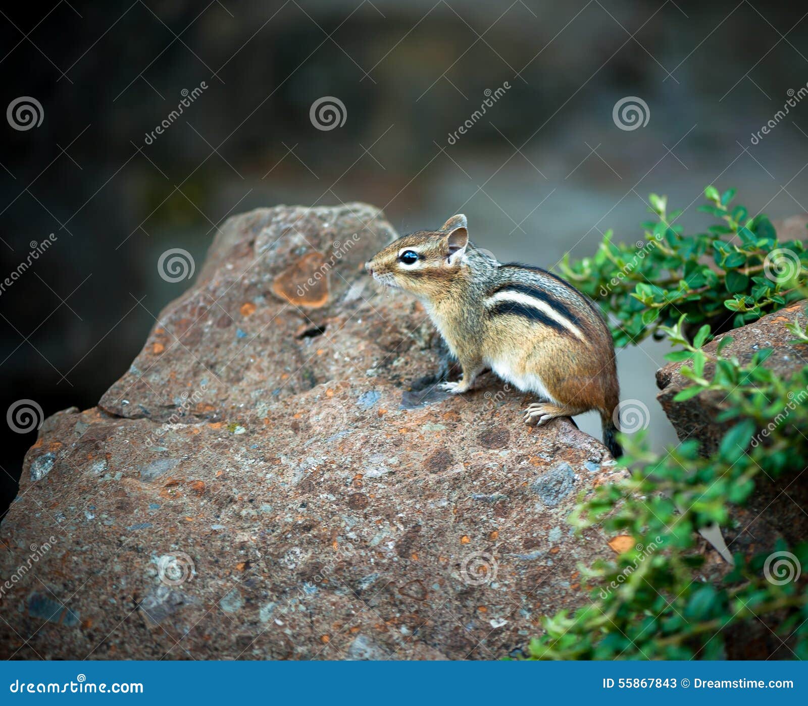 Staring Chipmunk stock image. Image of furry, nature - 55867843