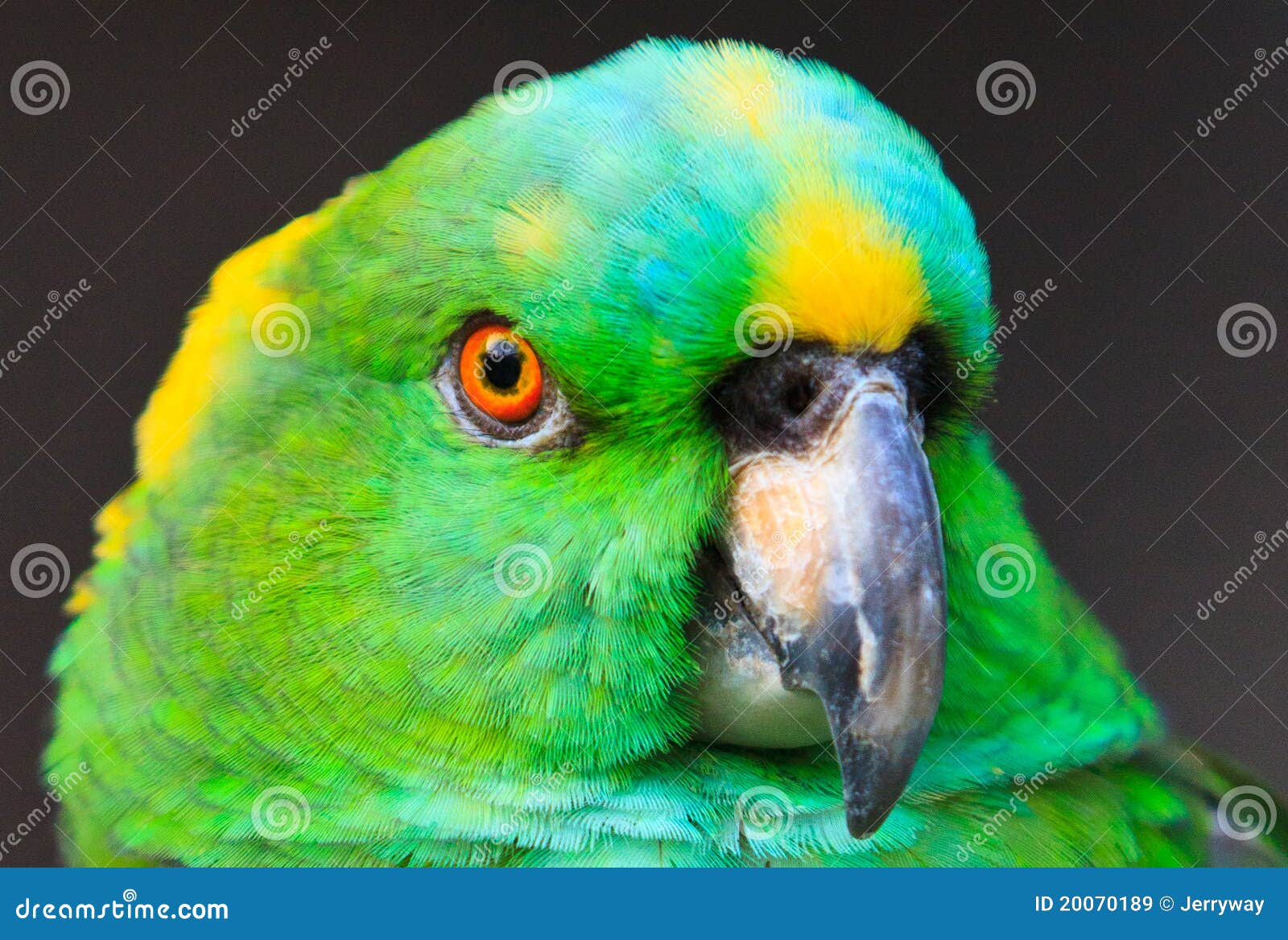 Staring Contest stock image. Image of ochrocephala, beauty - 20070189