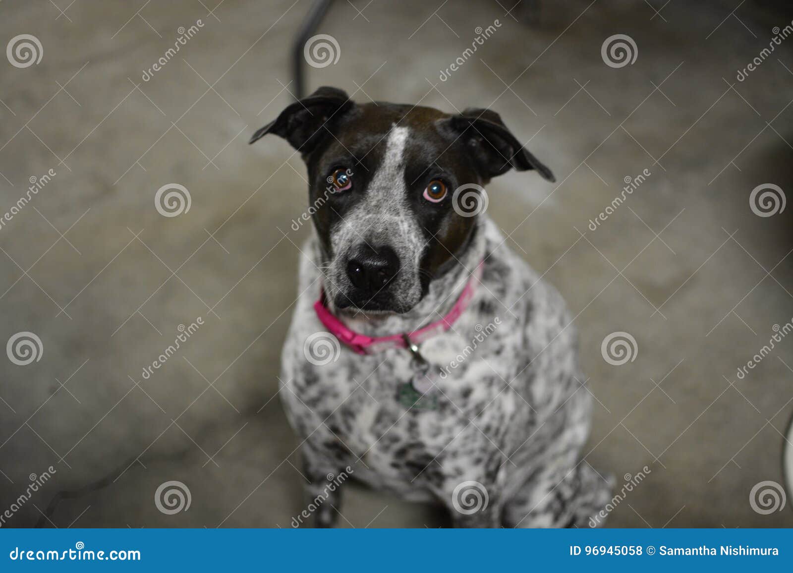 Staring Contest stock photo. Image of pointer, spotty - 96945058