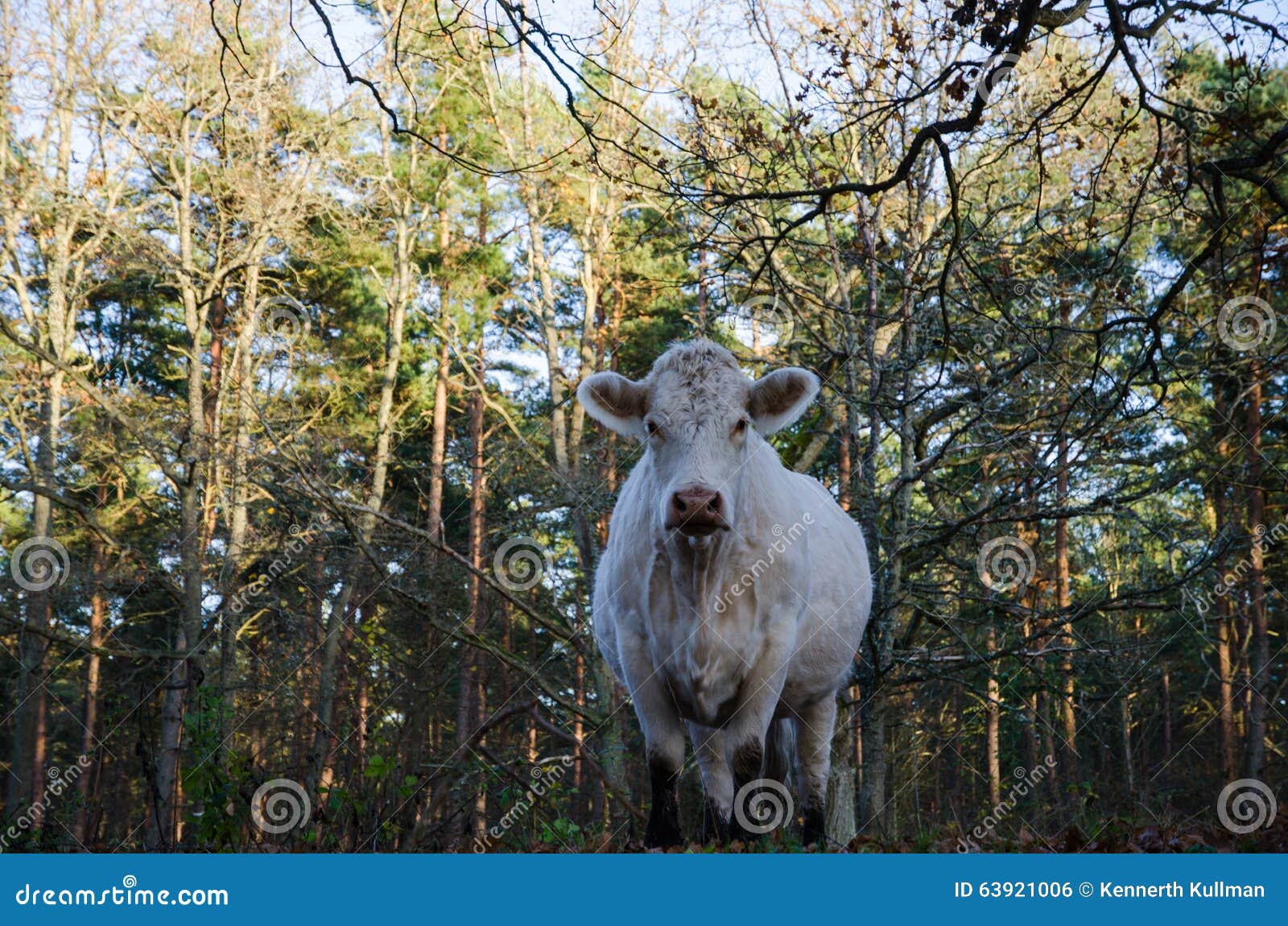 Staring cow stock photo. Image of cattle, farm, watching - 63921006