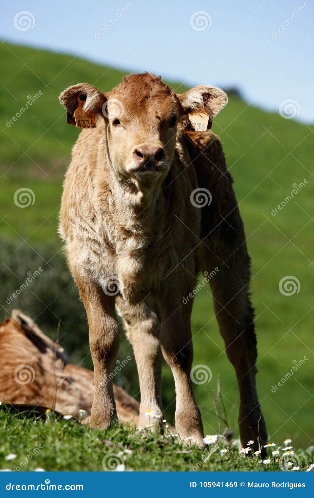 Staring cow stock image. Image of farm, ranch, bull - 105941469