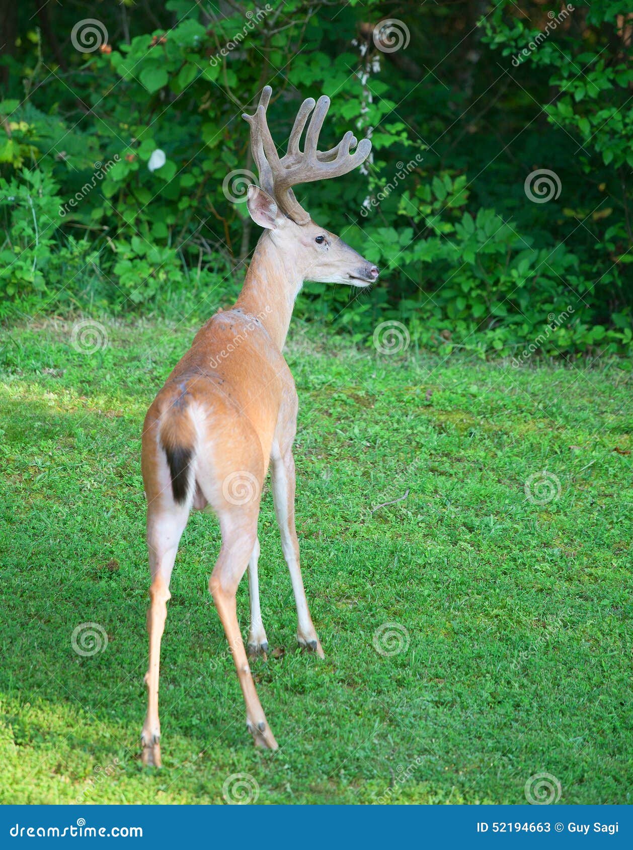 Staring deer stock image. Image of whitetail, hair, head - 52194663