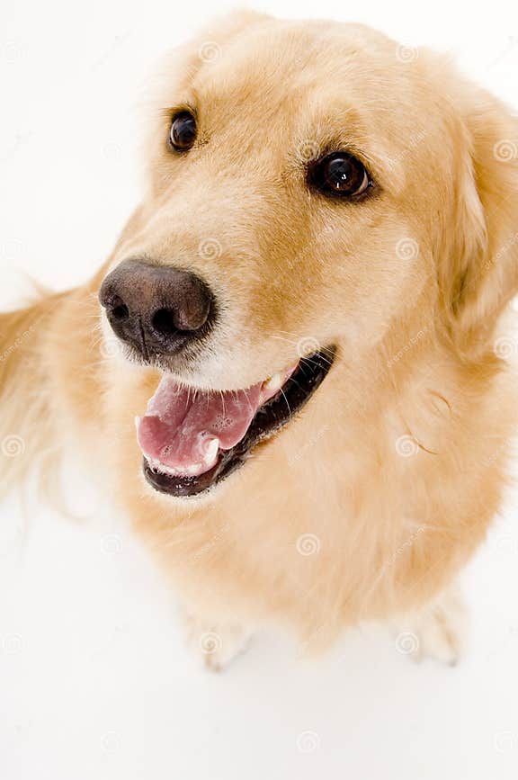 Staring Dog stock image. Image of canine, retriever, young - 1121269