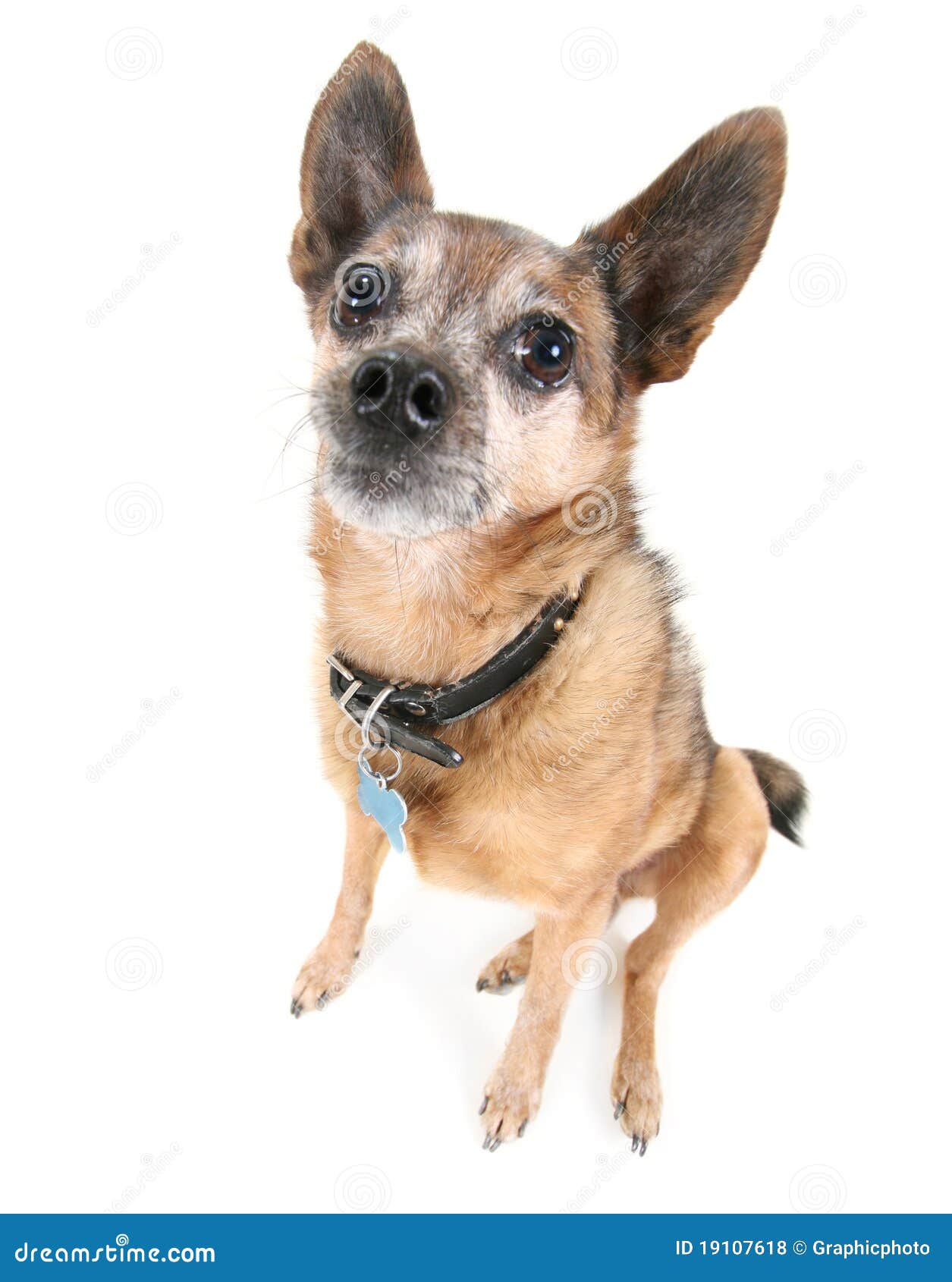 Staring dog stock photo. Image of eyes, puppy, canine - 19107618