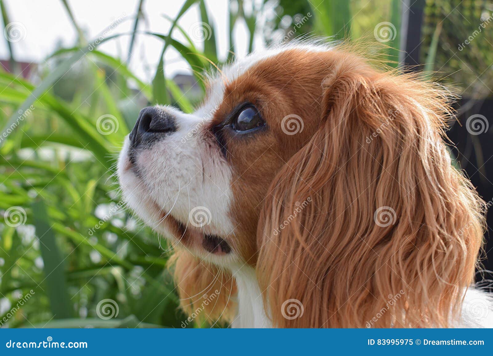 Staring dog stock image. Image of ears, outside, adorable - 83995975