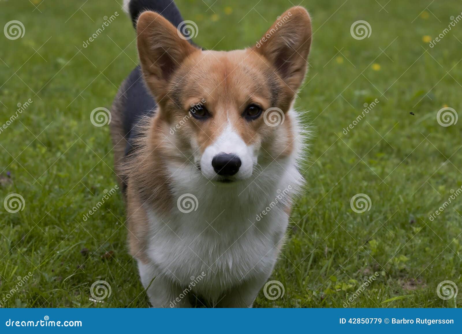 Staring dog stock image. Image of looks, cute, small - 42850779