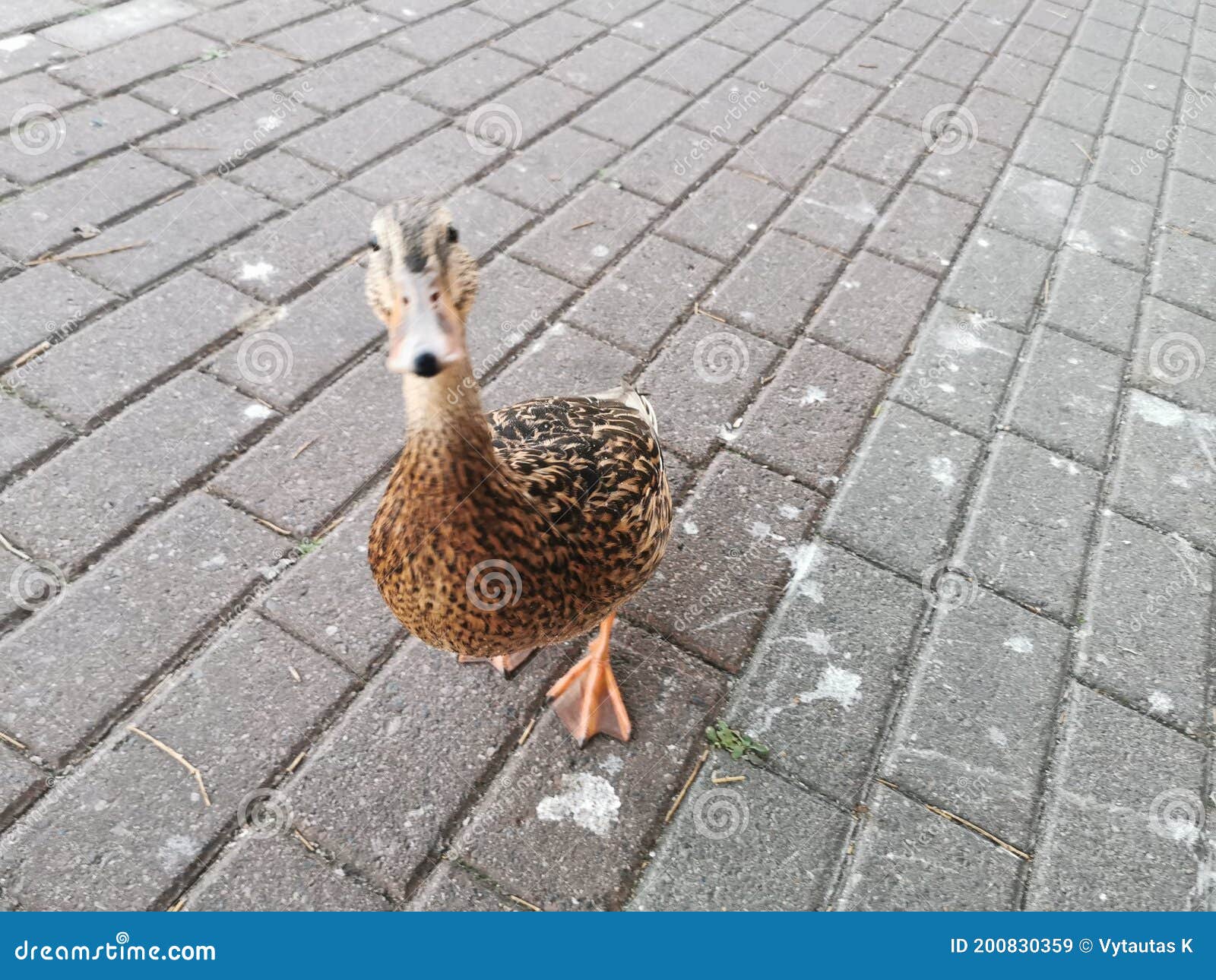 Staring duck in town stock image. Image of wildlife - 200830359