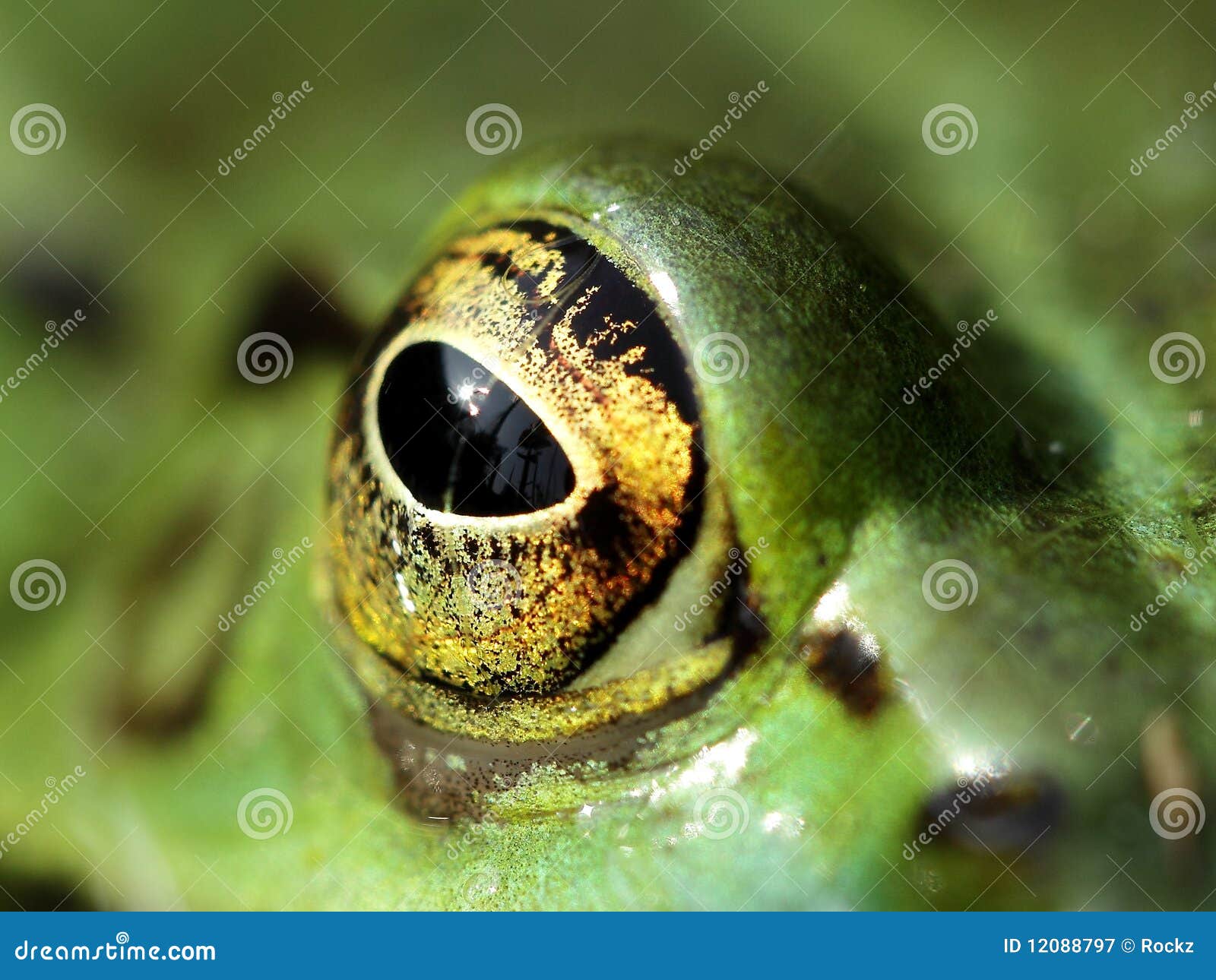 Staring Eye of a Green Frog Stock Image - Image of textured, pattern ...
