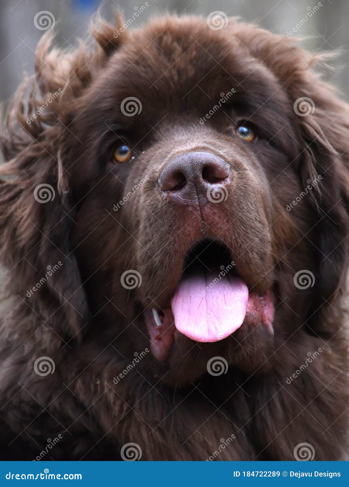 Staring into the Face of a Brown Newfoundland Dog Stock Image - Image ...