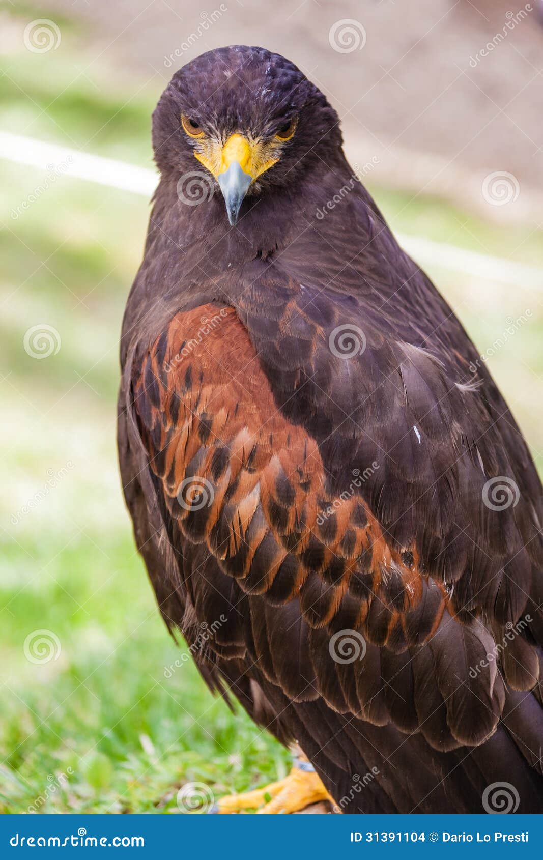 Staring falcon stock photo. Image of falconer, bill, animal - 31391104