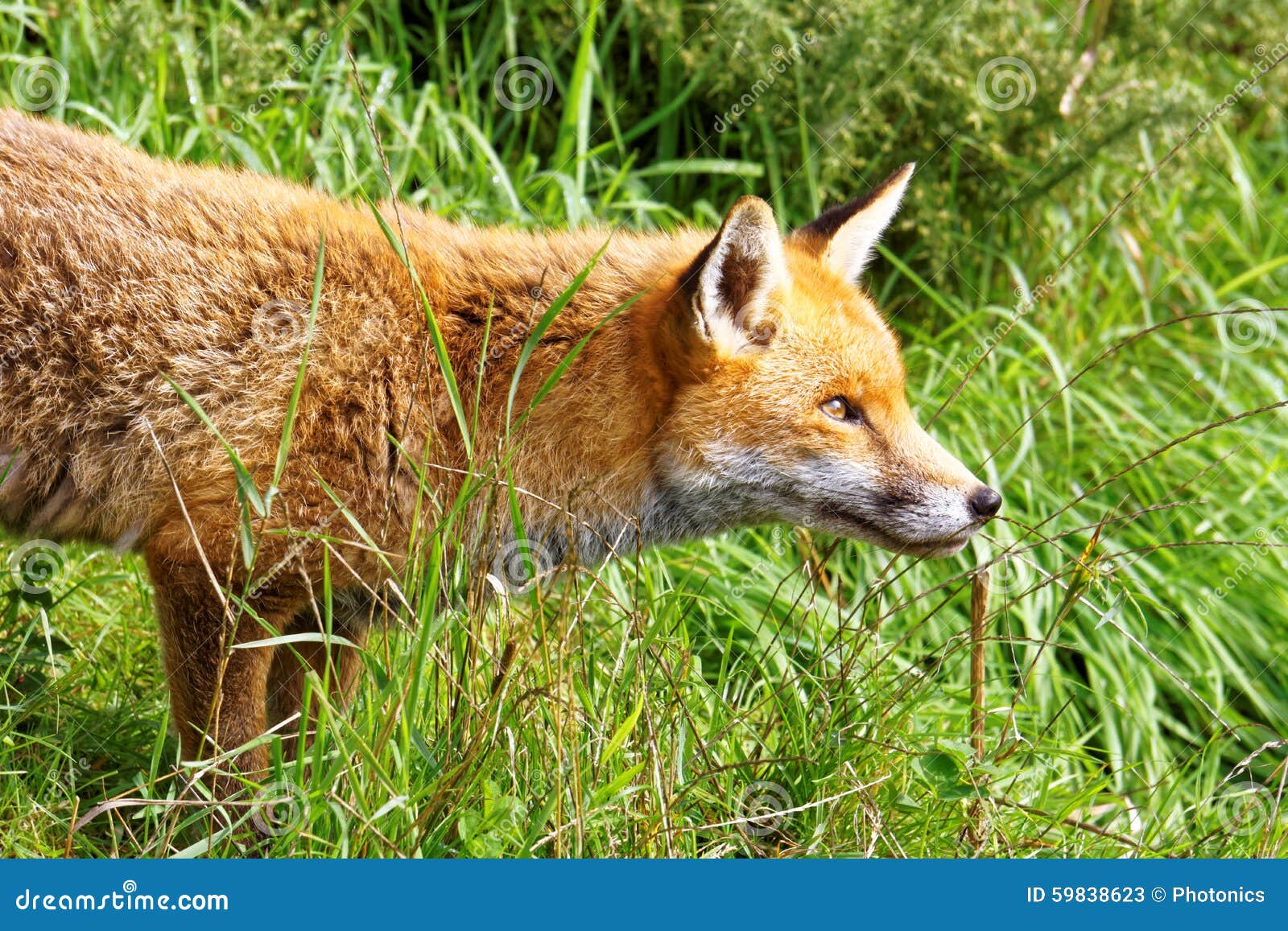 Staring Fox stock image. Image of natural, grass, rodent - 59838623