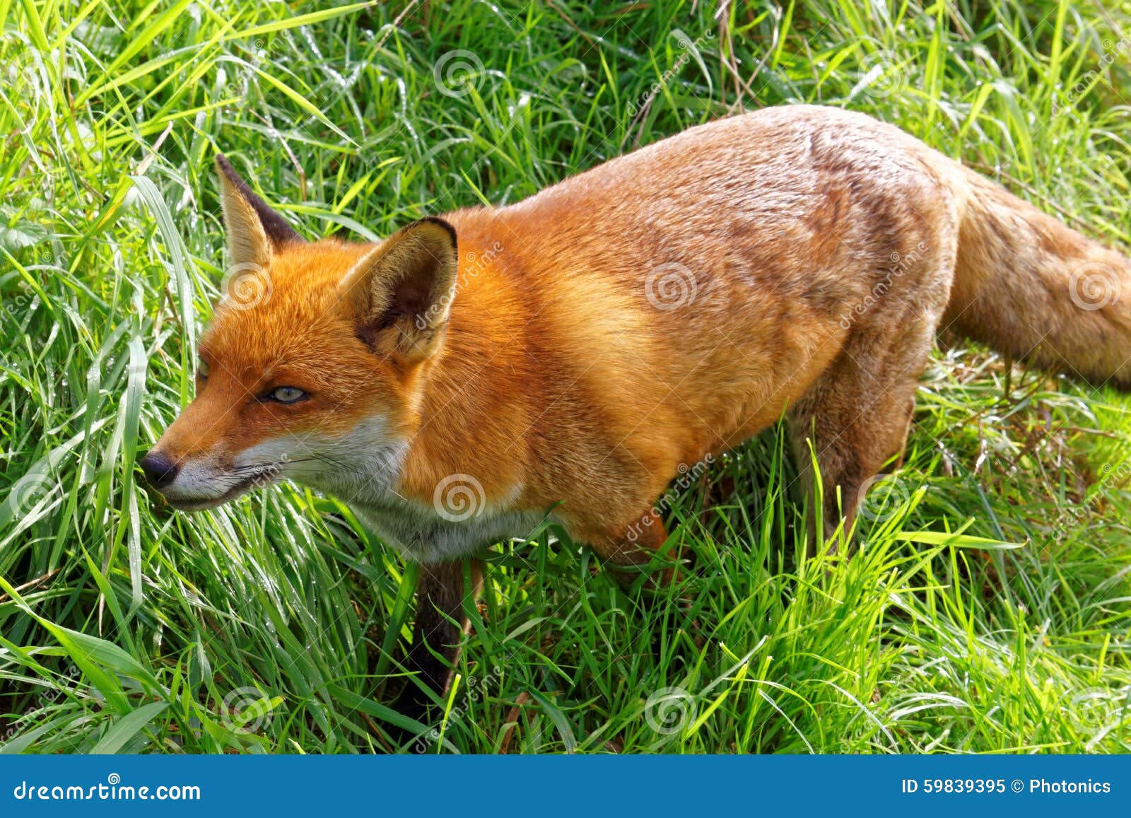 Staring Fox stock image. Image of animal, ears, habitat - 59839395