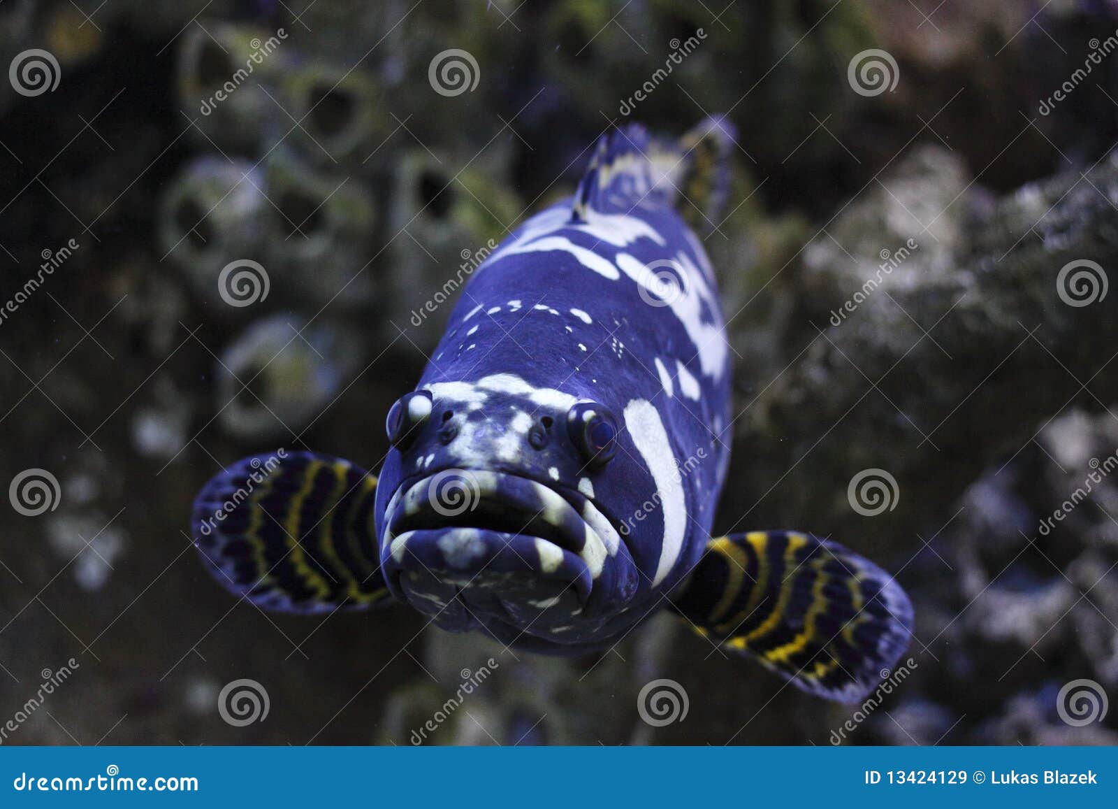 Staring giant grouper stock image. Image of ocean, aqua - 13424129