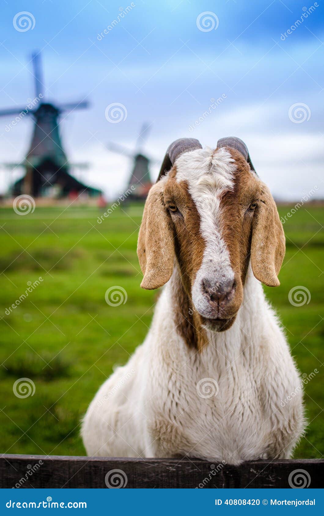 Staring goat stock photo. Image of amsterdam, farm, staring - 40808420