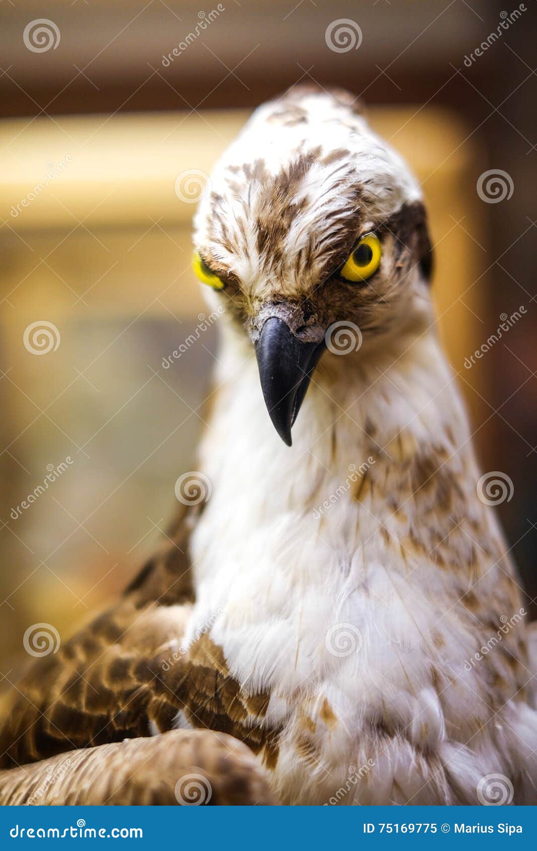 Staring Hawk Three stock image. Image of animal, wild - 75169775