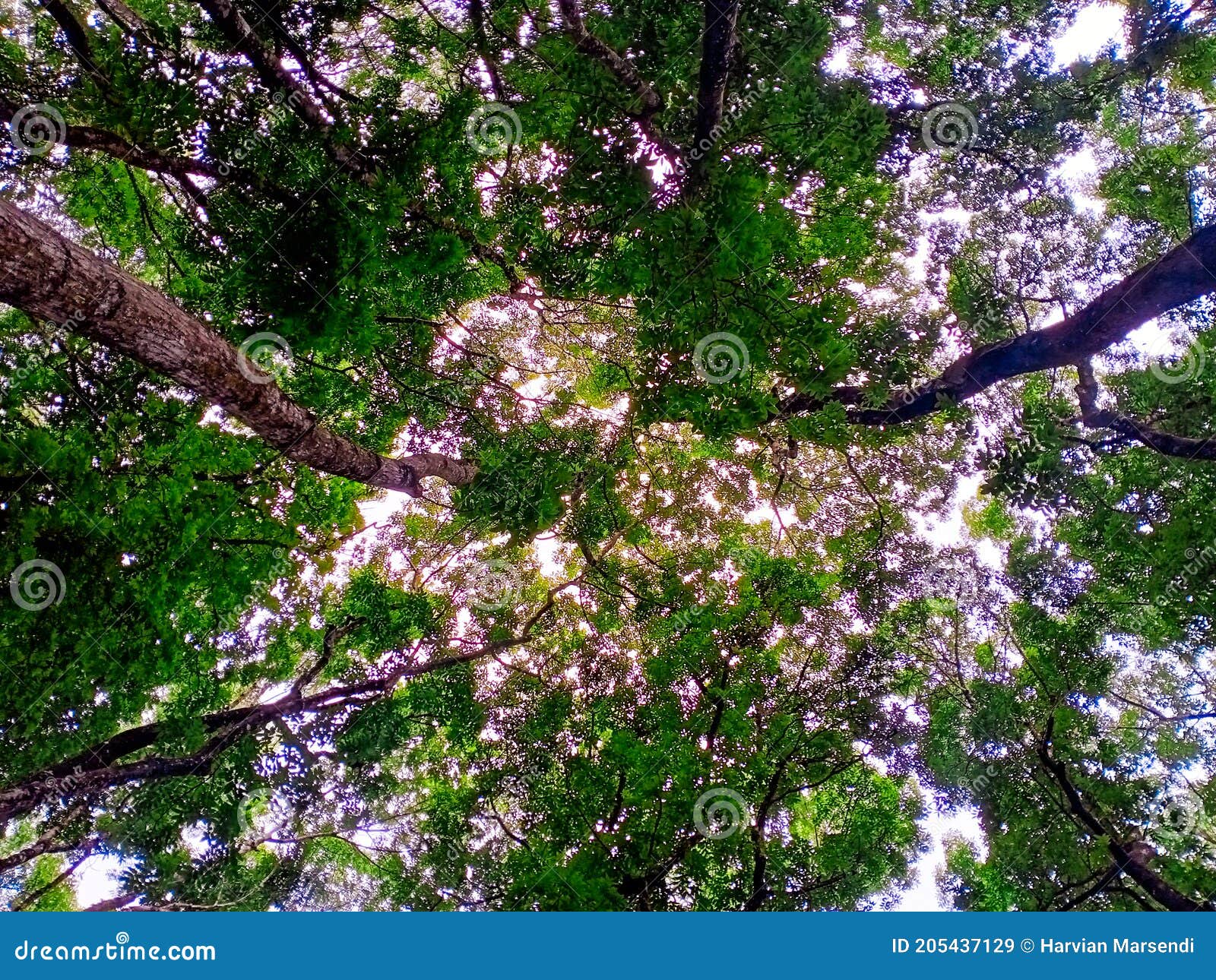 Up to the Sky Trees stock image. Image of staring, deciduous - 205437129