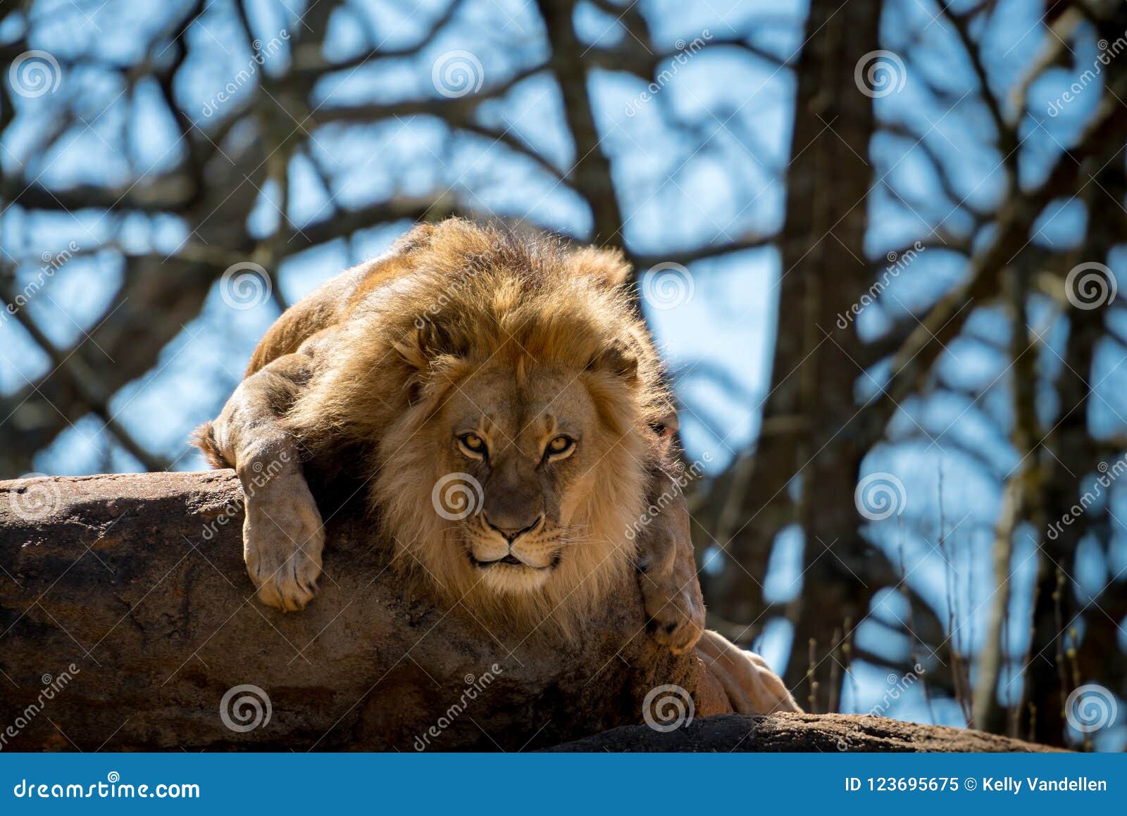 Staring Intensely at a Lion Stock Image - Image of horizontal, male ...
