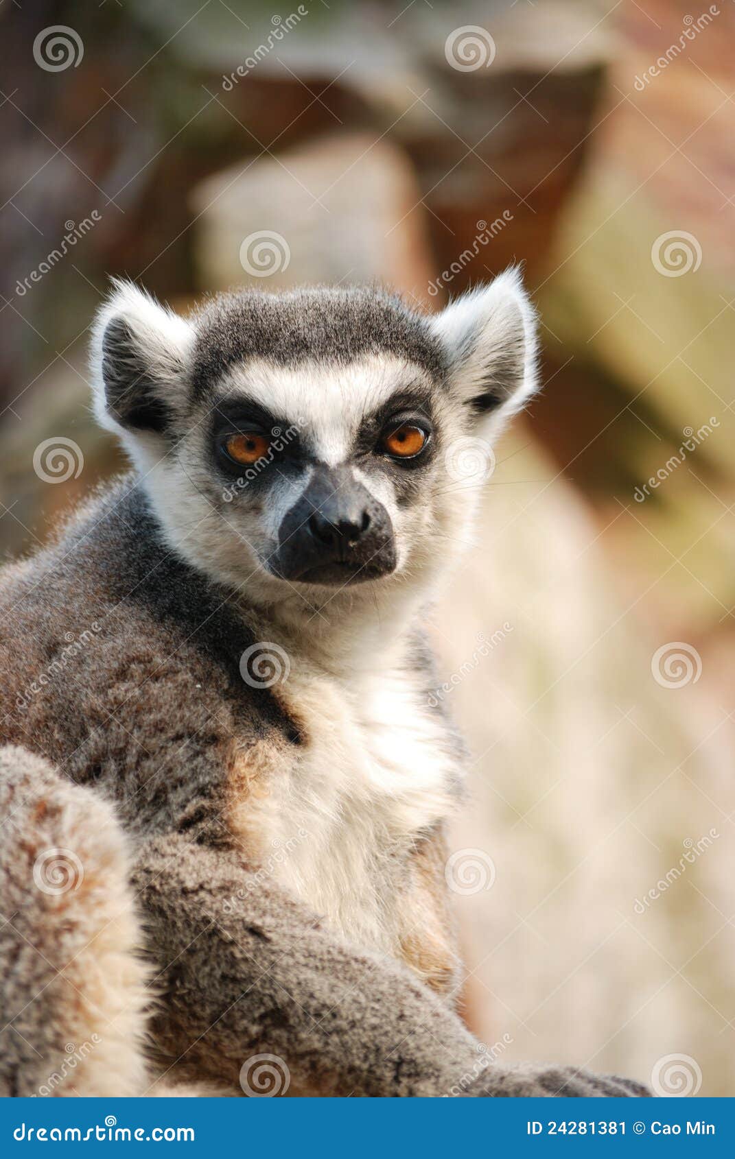 Staring lemur stock image. Image of portrait, mammal - 24281381