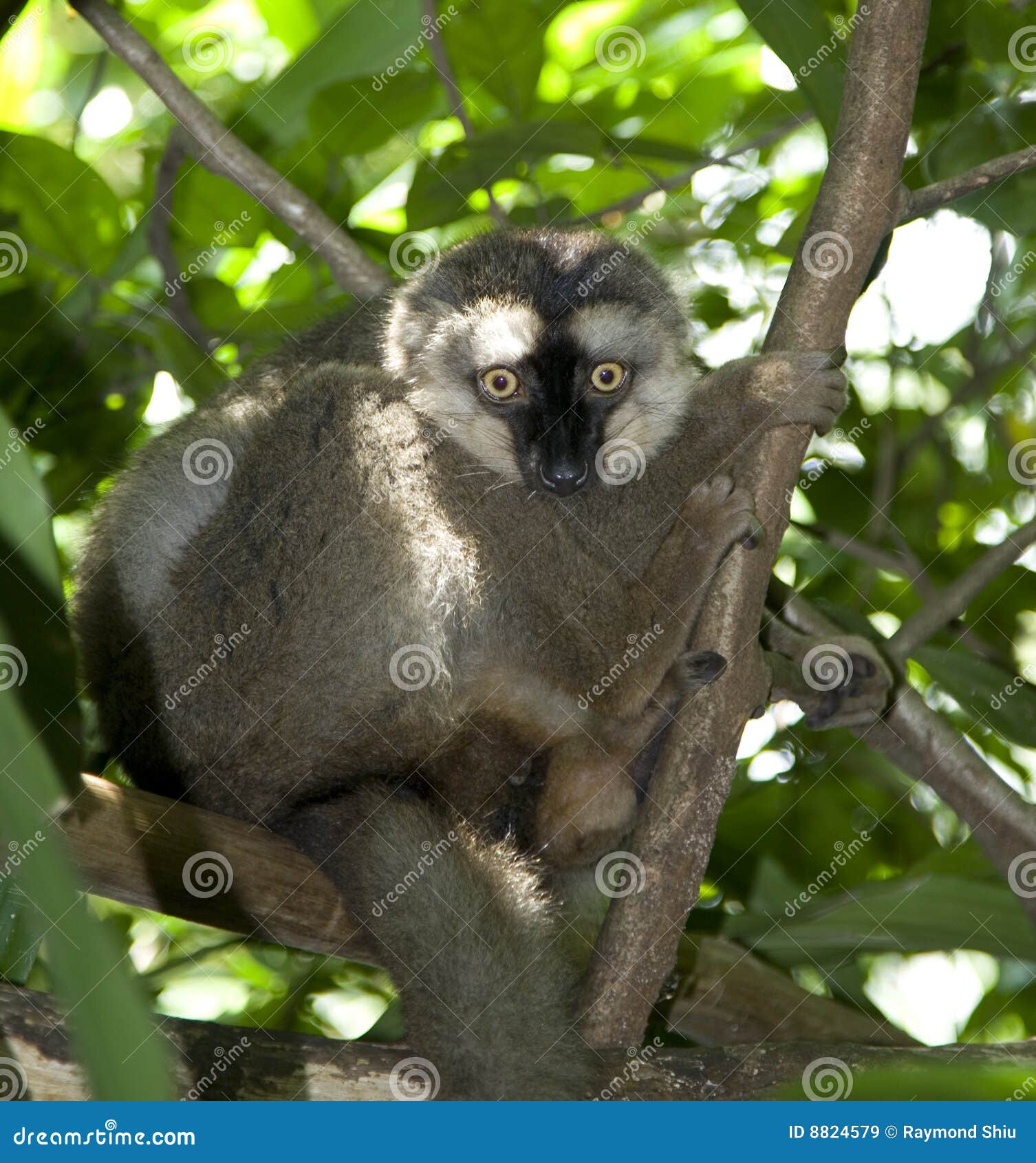 Staring Lemur stock image. Image of fulvus, forest, brown - 8824579