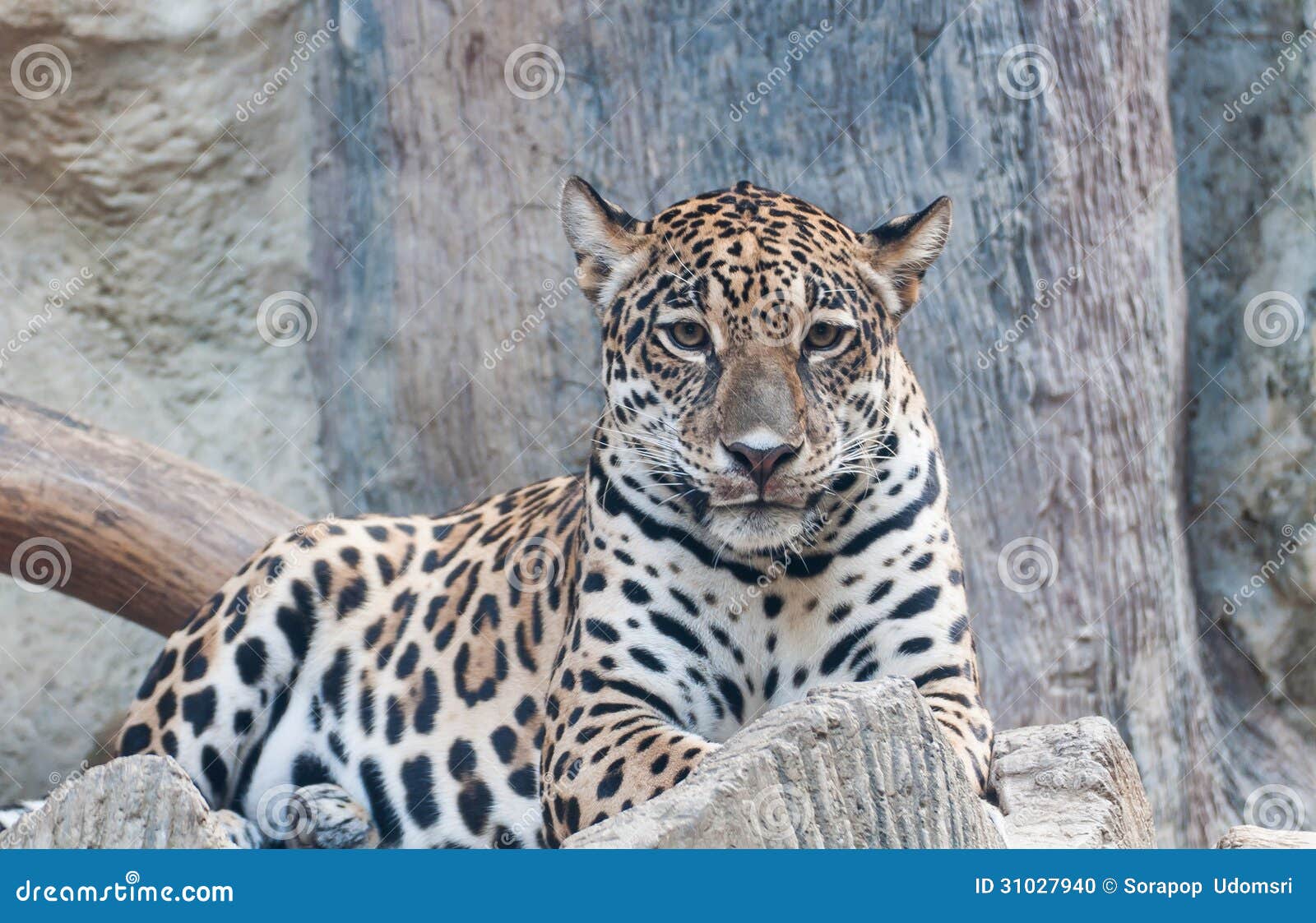 Staring of leopard stock photo. Image of stare, spot - 31027940