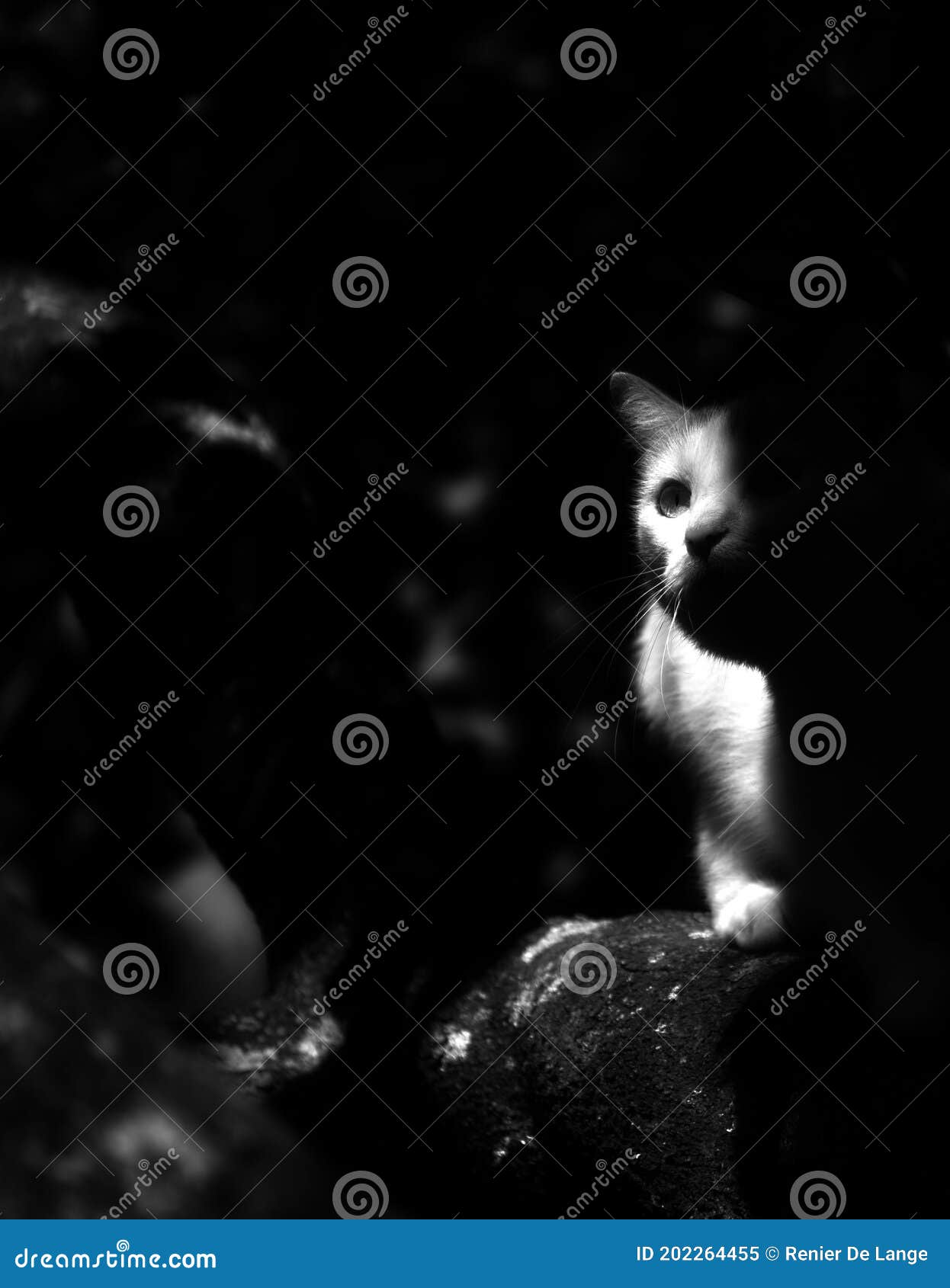 Staring into the light stock image. Image of light, kitten - 202264455