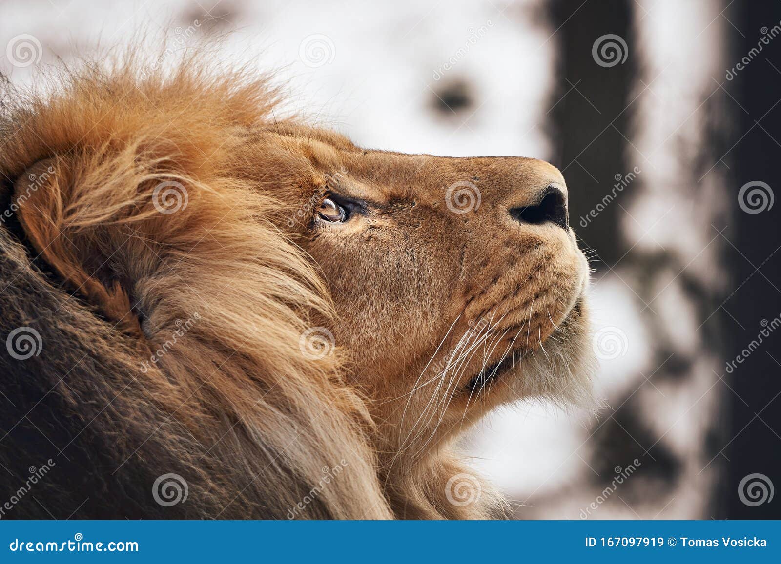 Praying Lion