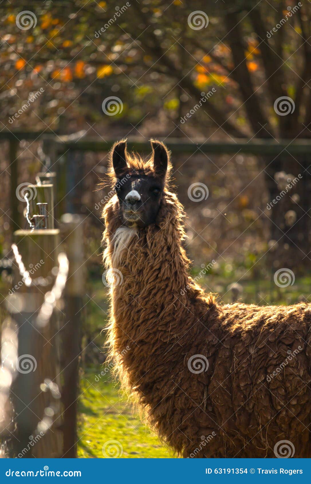 Staring Llama stock photo. Image of vertical, path, green - 63191354