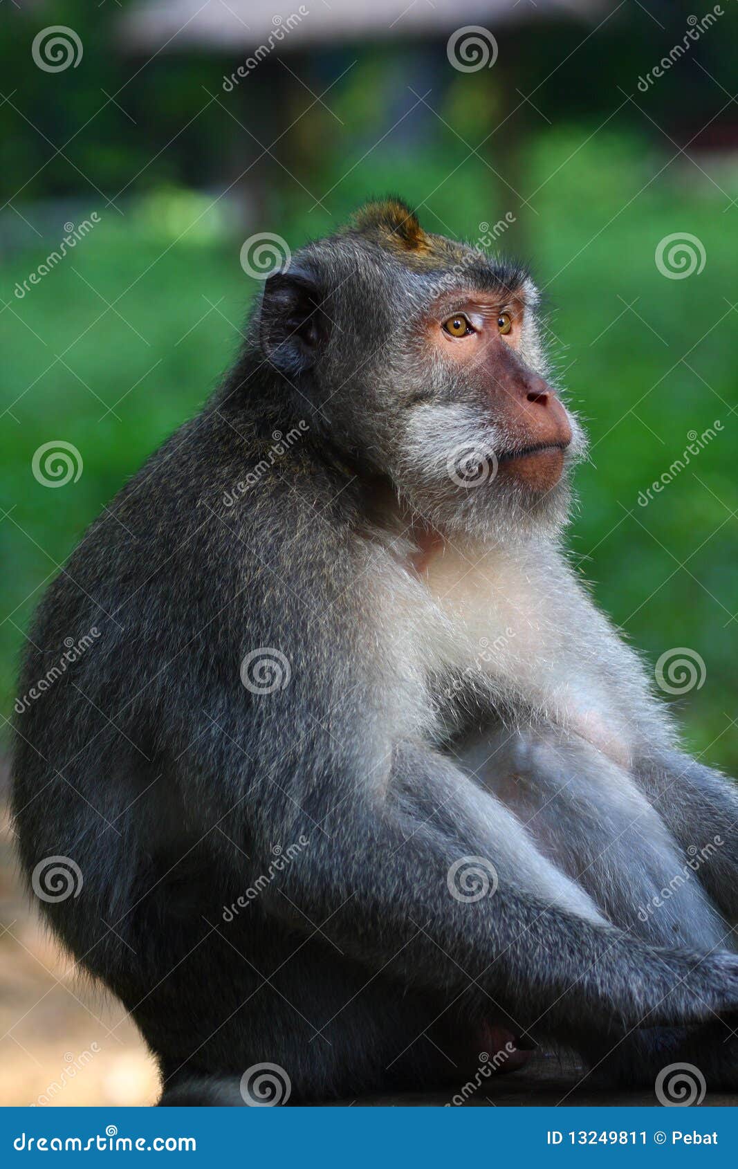 Staring Long Tailed Macaque Stock Image - Image of tailed, furious ...