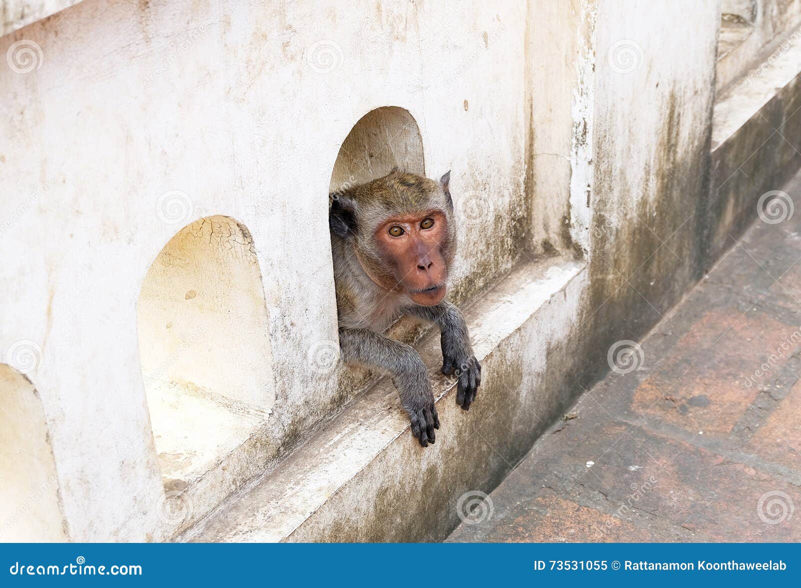 Staring Monkey Appear from the Wall Stock Image - Image of funny, hairy ...