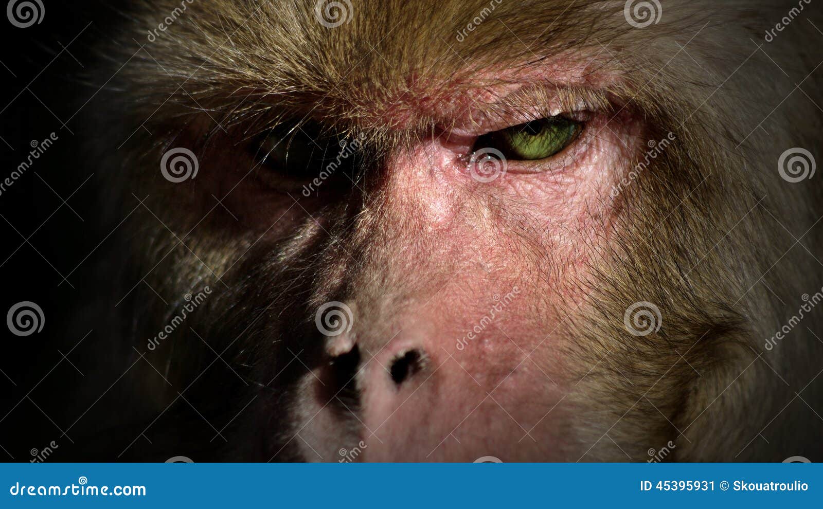 Staring monkey stock image. Image of mysterious, ferocious - 45395931
