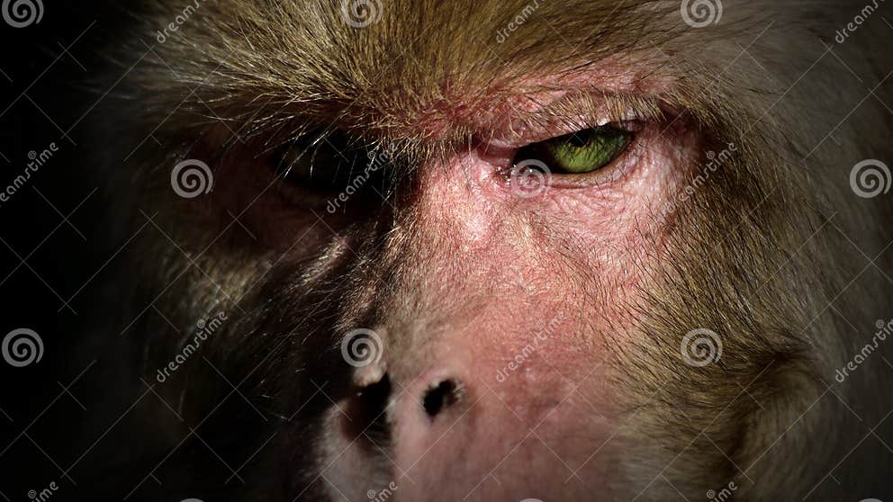 Staring monkey stock image. Image of mysterious, ferocious - 45395931