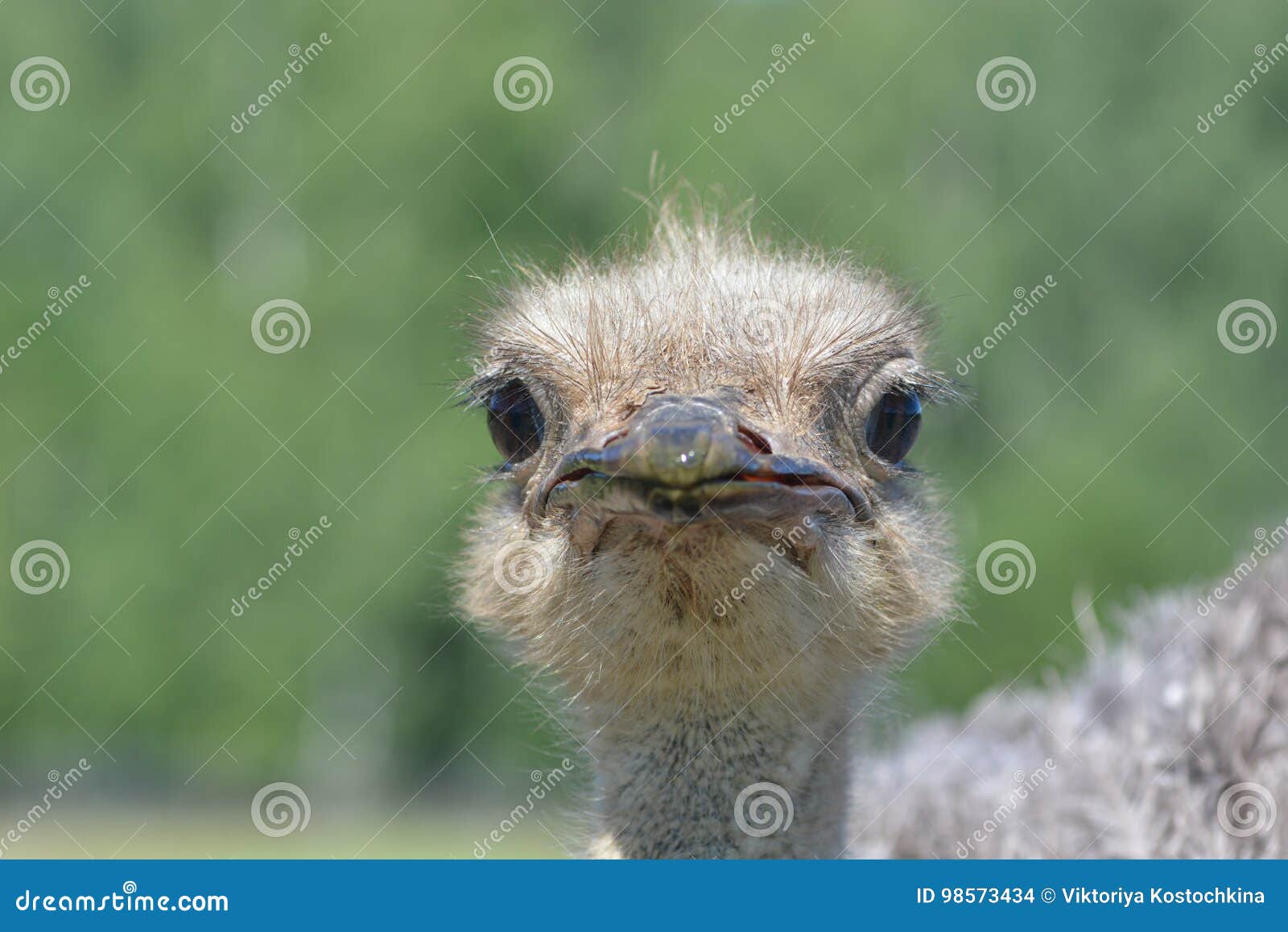 Staring Ostrich head stock photo. Image of watching, animal - 98573434