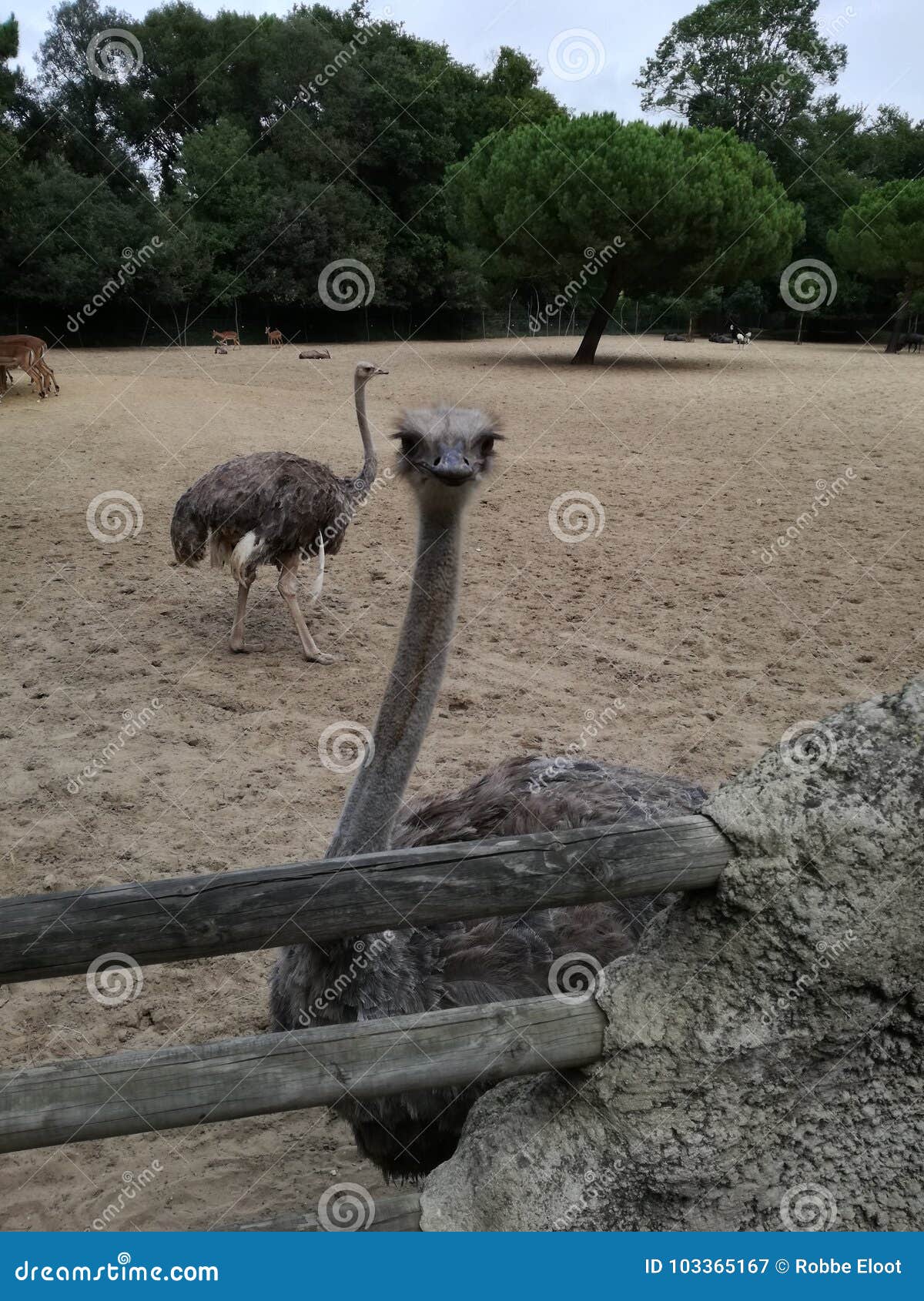 Staring ostrich stock image. Image of nature, ostrich - 103365167