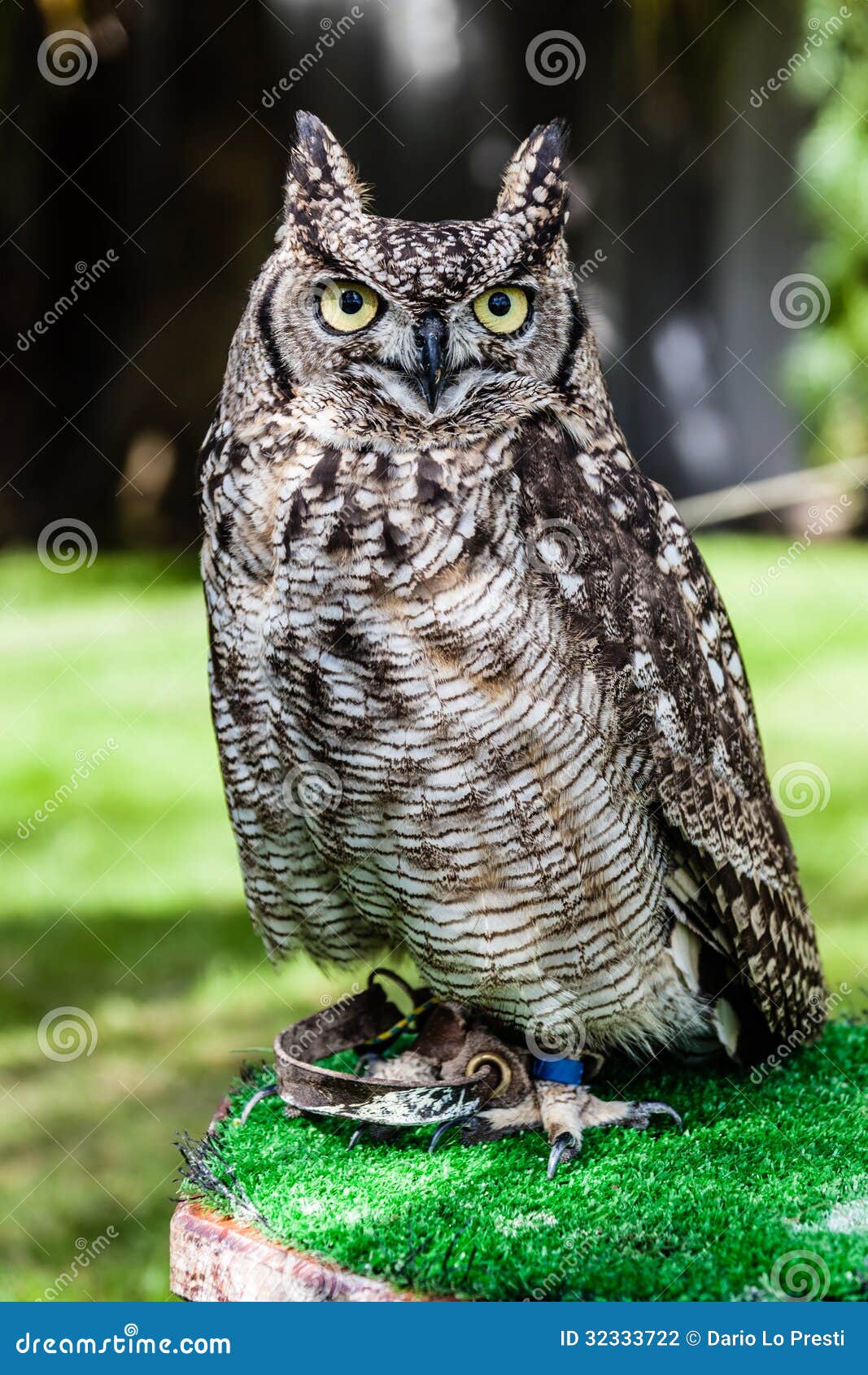 Staring owl stock photo. Image of attentive, brown, natural - 32333722