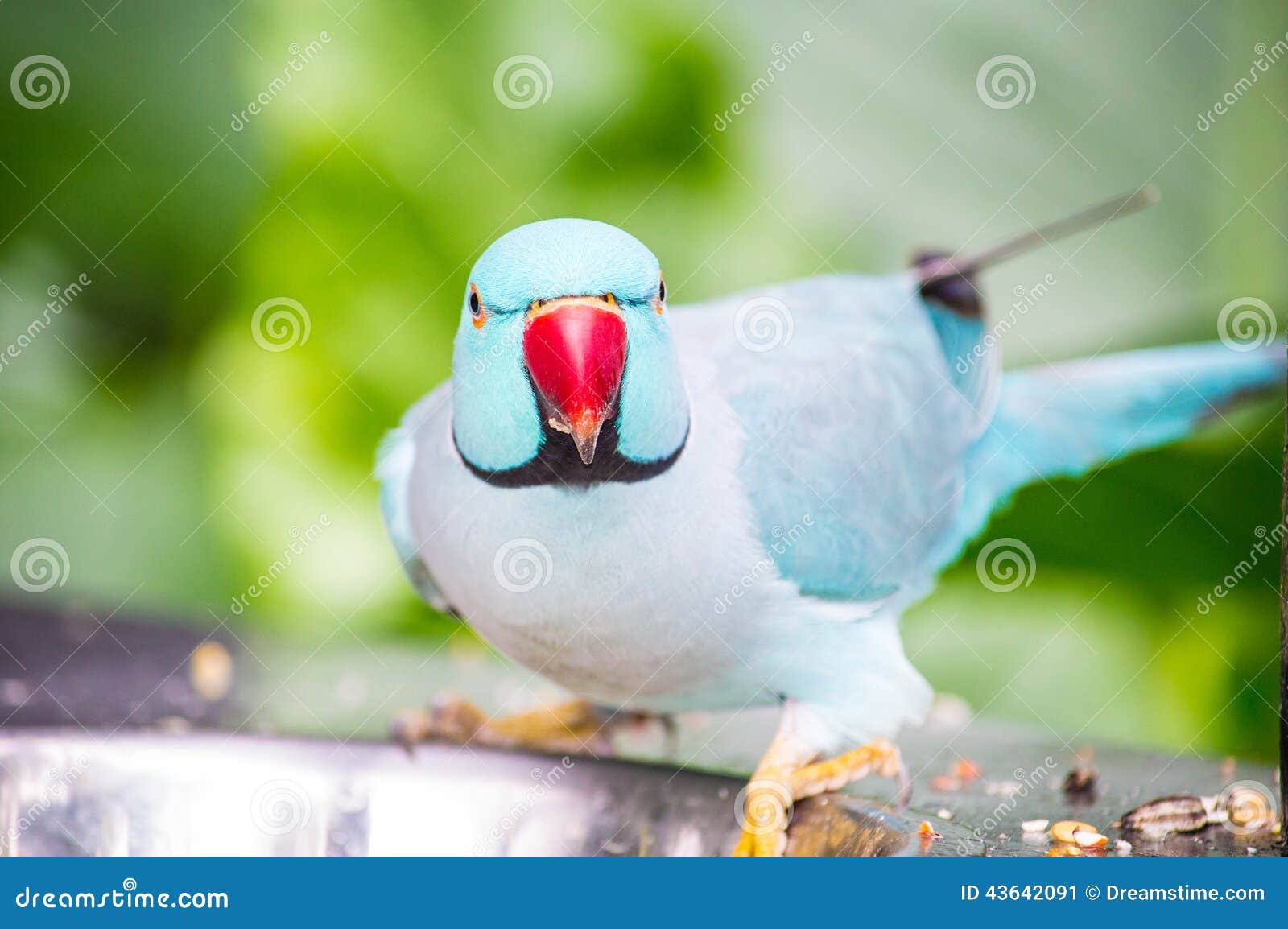 Staring Parrot stock image. Image of camera, beautiful - 43642091