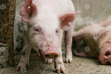 Staring Pig stock image. Image of young, horizontal, piglet - 13348087