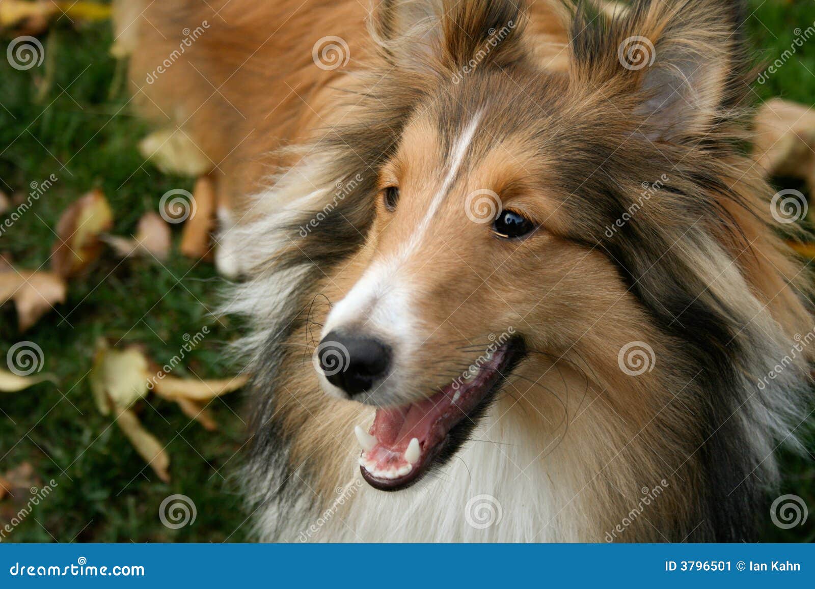 Staring Sheltie stock image. Image of shetland, stare - 3796501