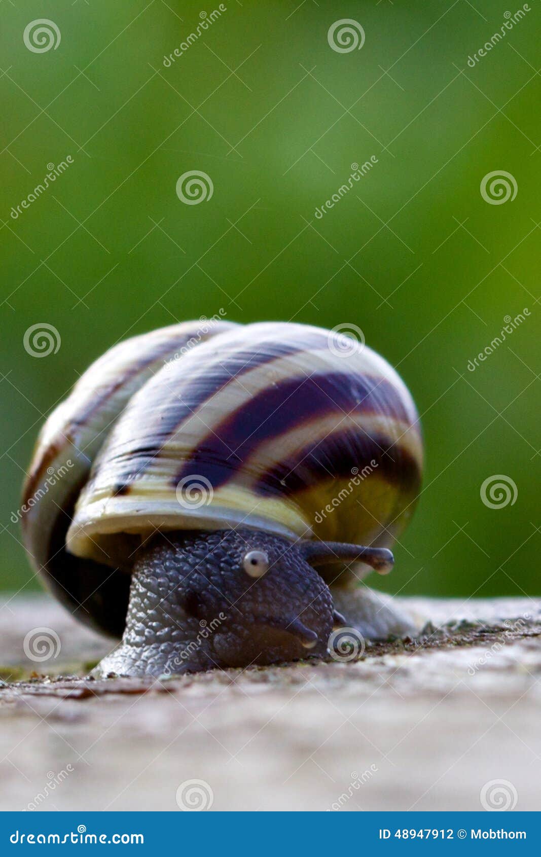 Staring snail. stock photo. Image of staring, insects - 48947912