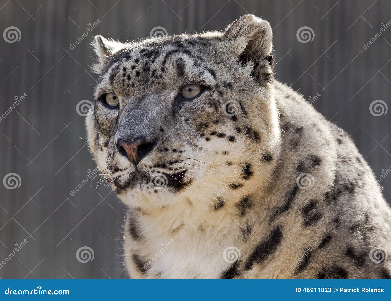 Staring snow leopard stock image. Image of face, mammal - 46911823