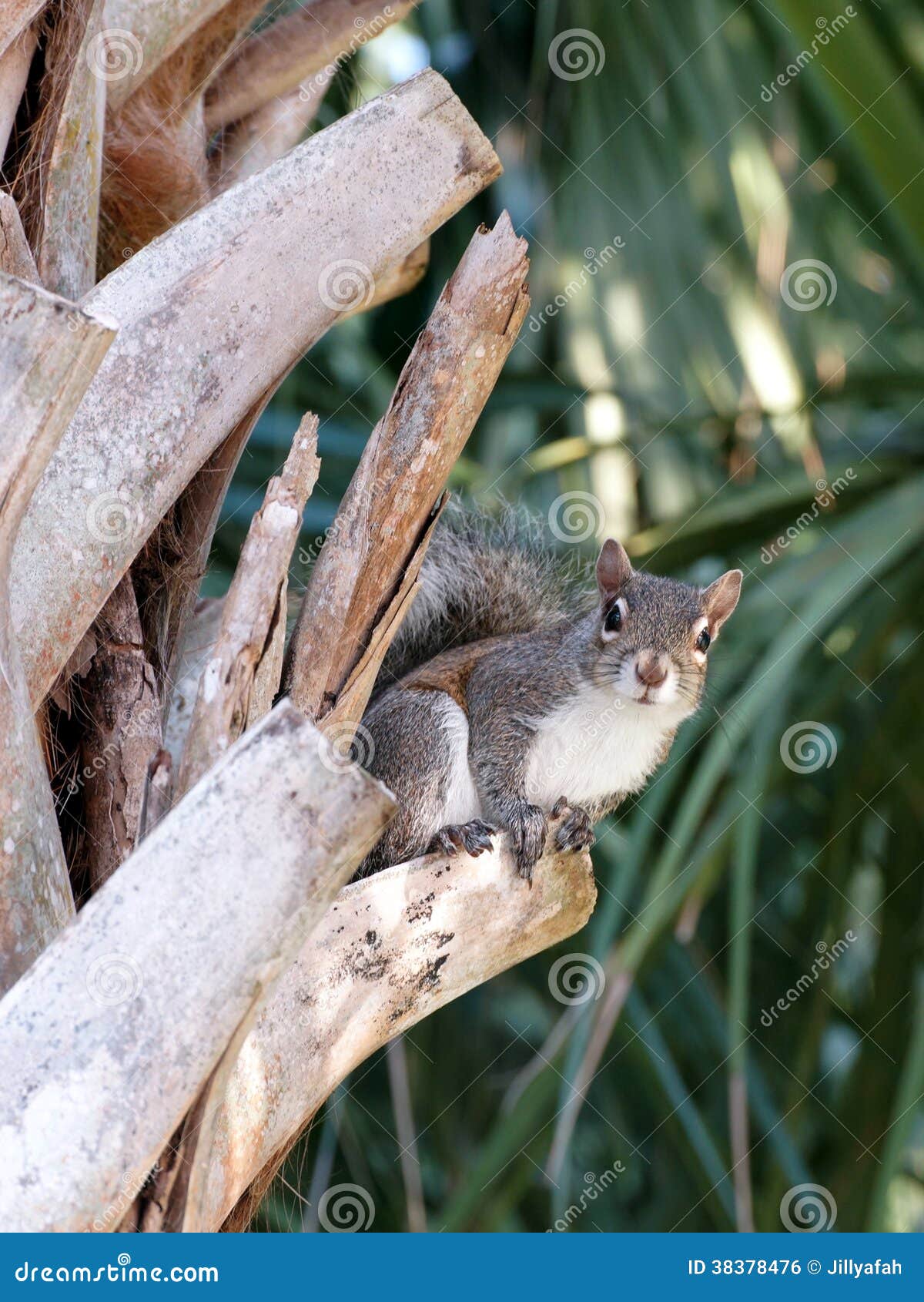 Staring Squirrel stock photo. Image of staring, sciuridae - 38378476