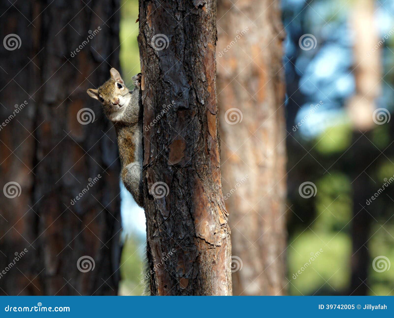Staring Squirrel stock image. Image of adorable, sciuridae - 39742005