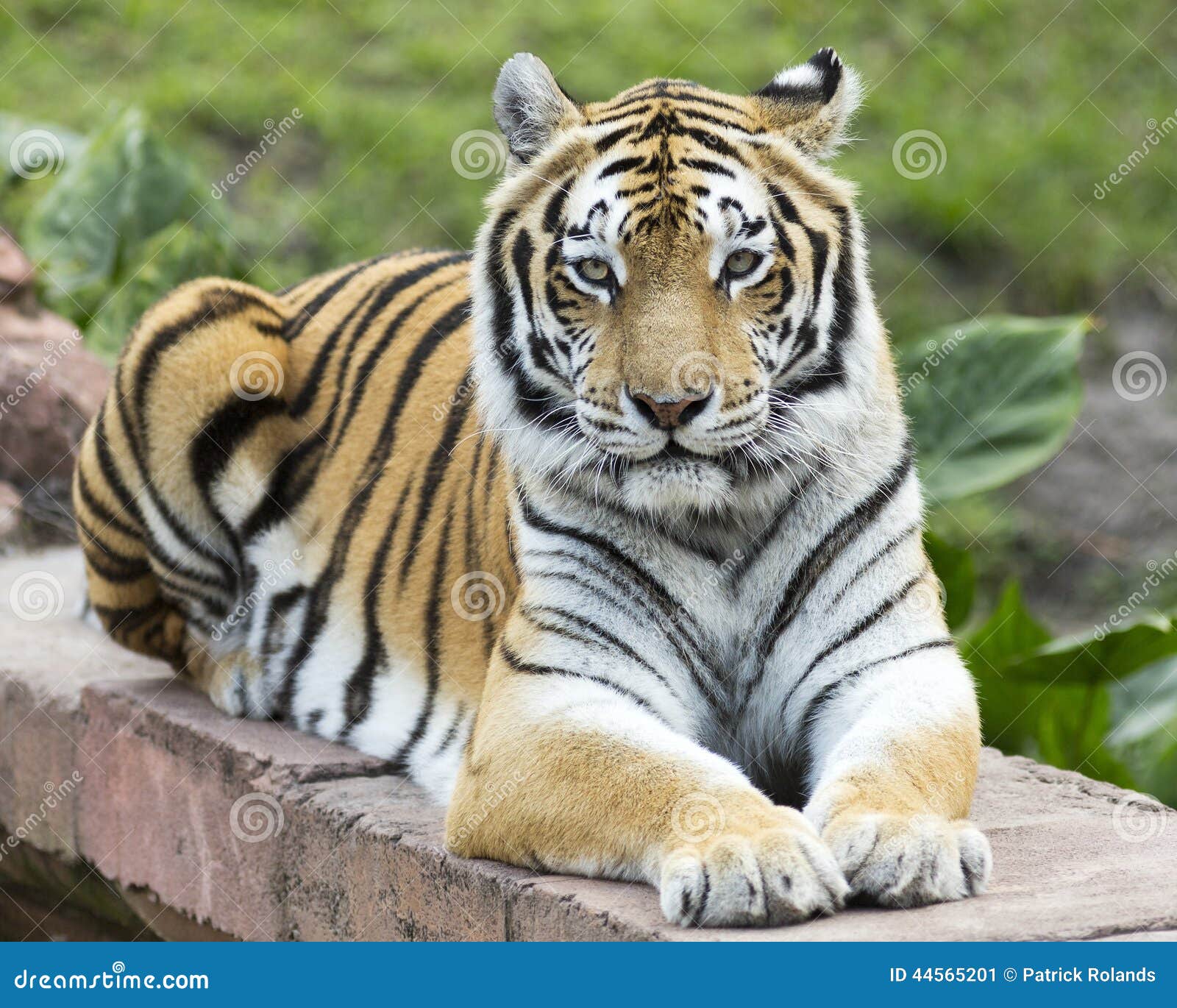 Staring Tiger stock image. Image of exotic, animal, conservation - 44565201