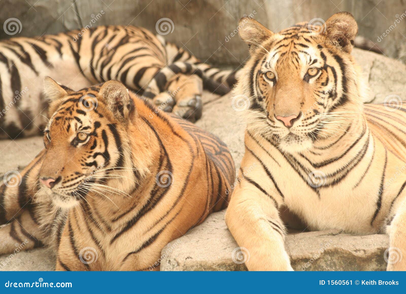 Staring tigers stock image. Image of growl, watching, laying - 1560561