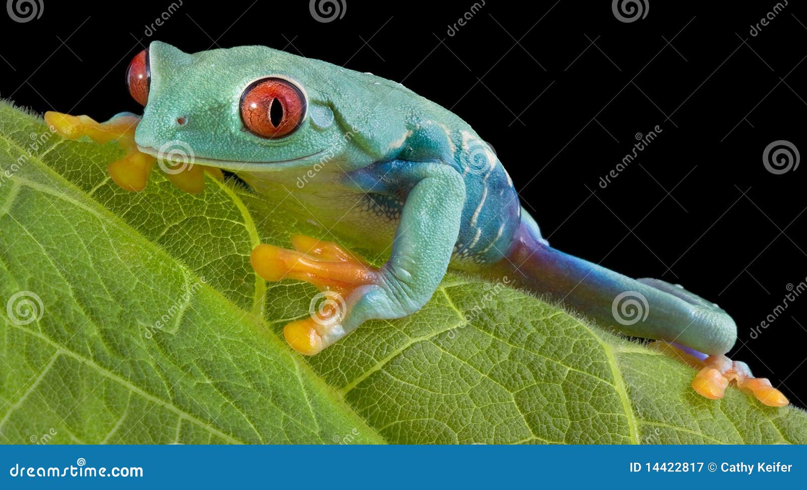 Staring tree frog stock image. Image of eyed, frog, amphibian - 14422817