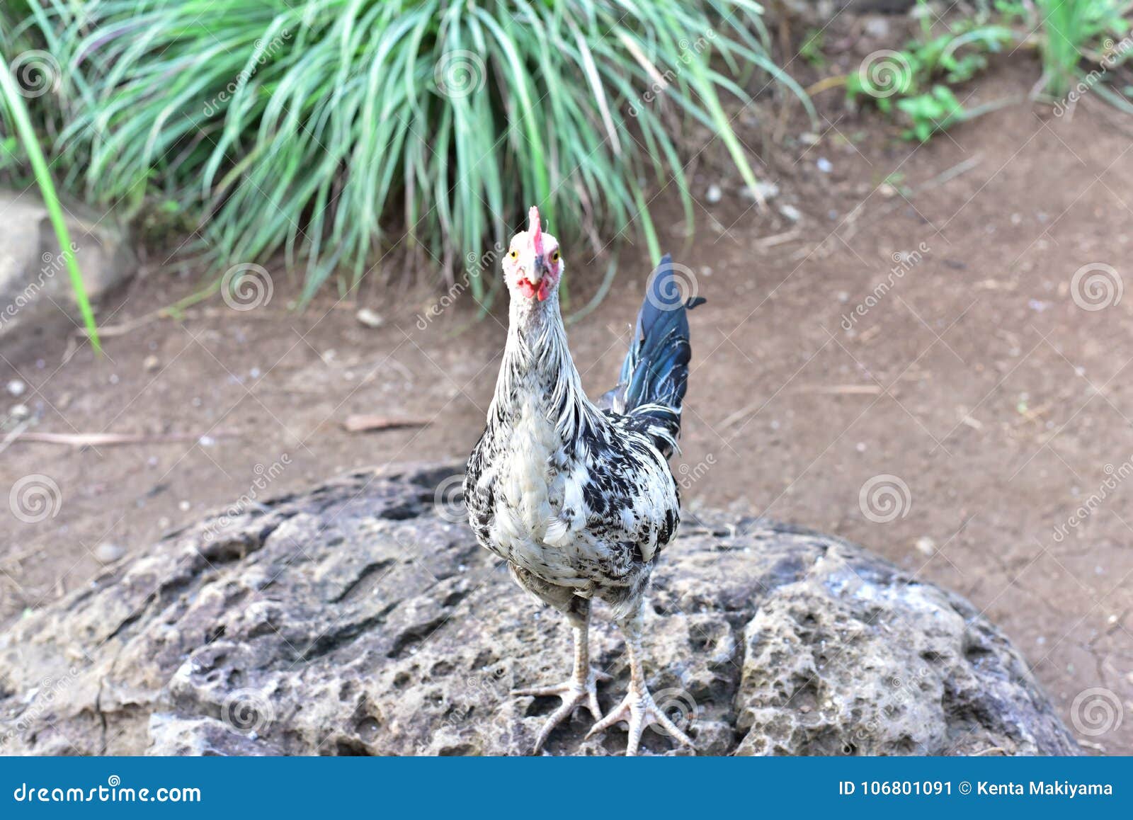 Staring Turkey Pabo in Philippines Stock Image - Image of graphic ...