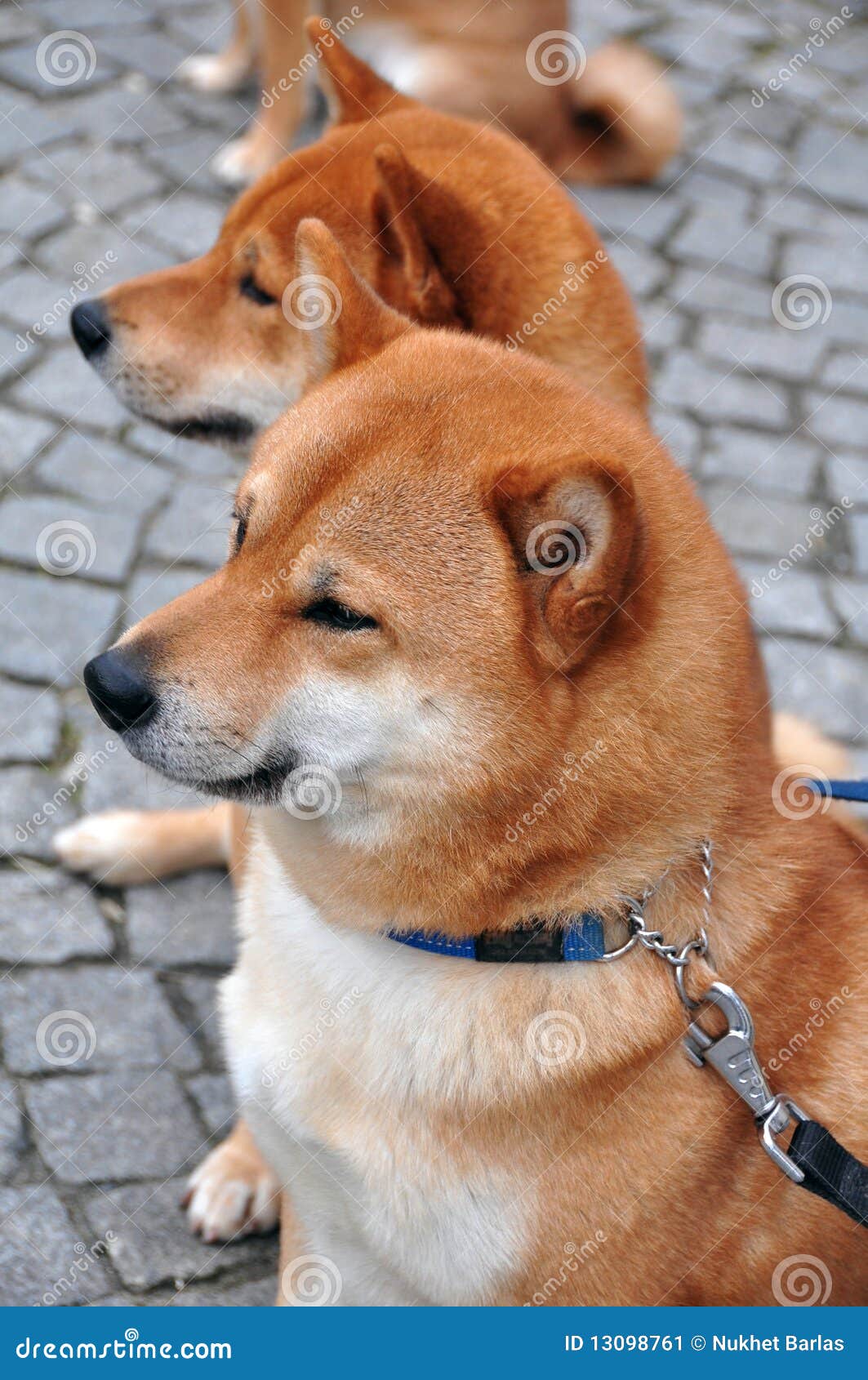 Staring Twin Dogs stock image. Image of identical, brown - 13098761