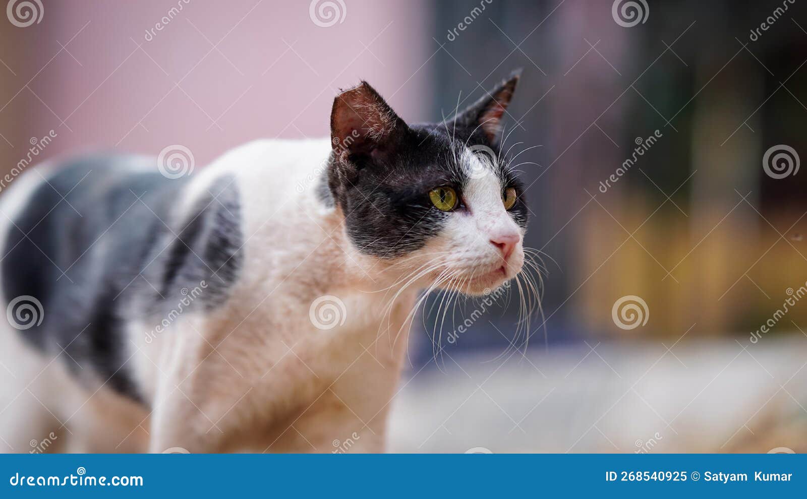 Staring wild cat hd image stock image. Image of funny - 268540925